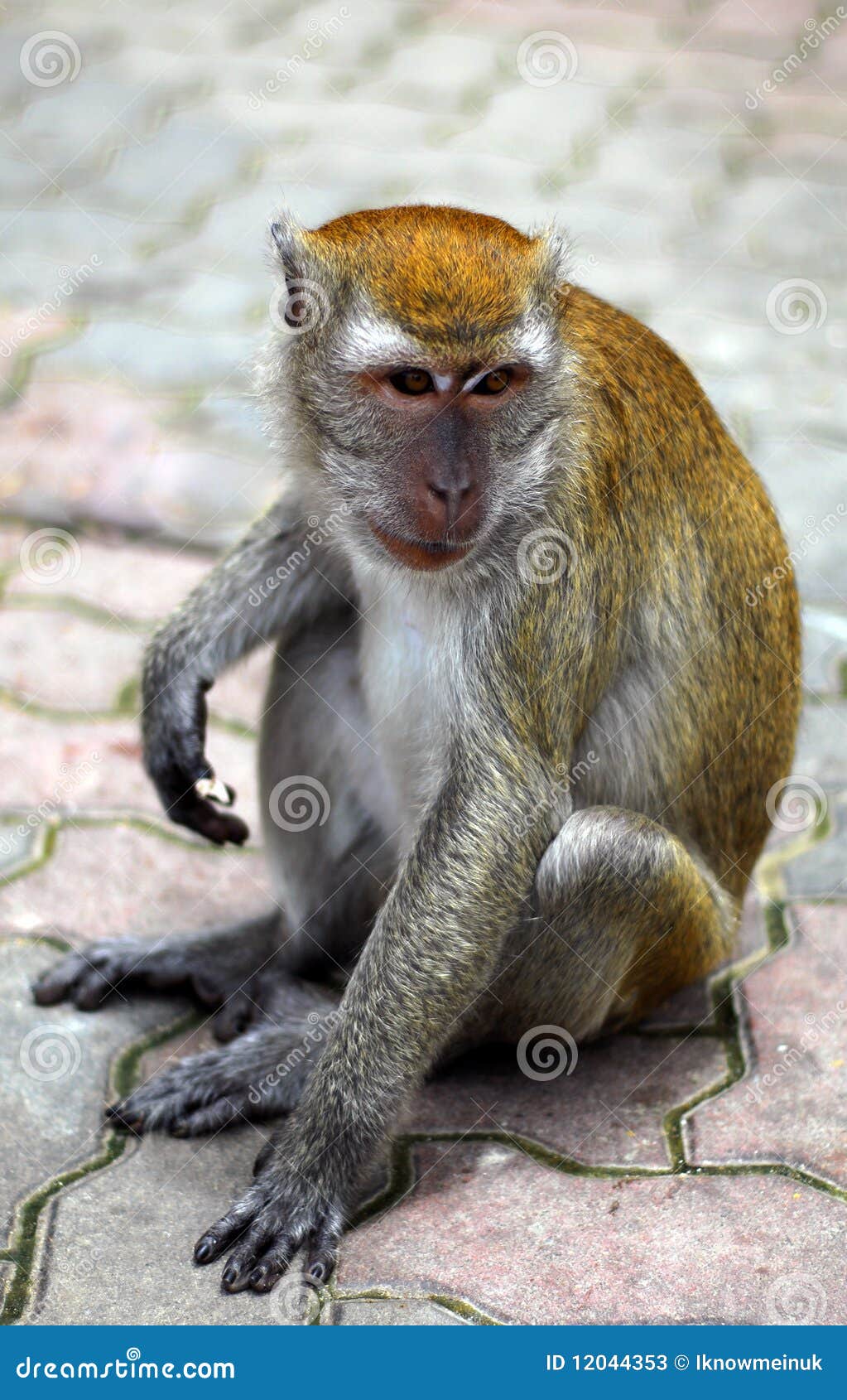 Macaque Monkey stock image. Image of species, nose, furry - 12044353