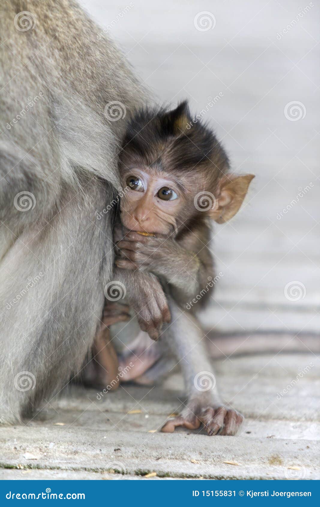 Macaque monkey stock image. Image of sarawak, national - 15155831