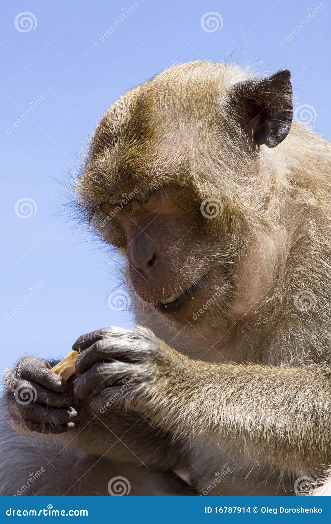 Macaque monkey stock photo. Image of pensive, mammal - 16787914