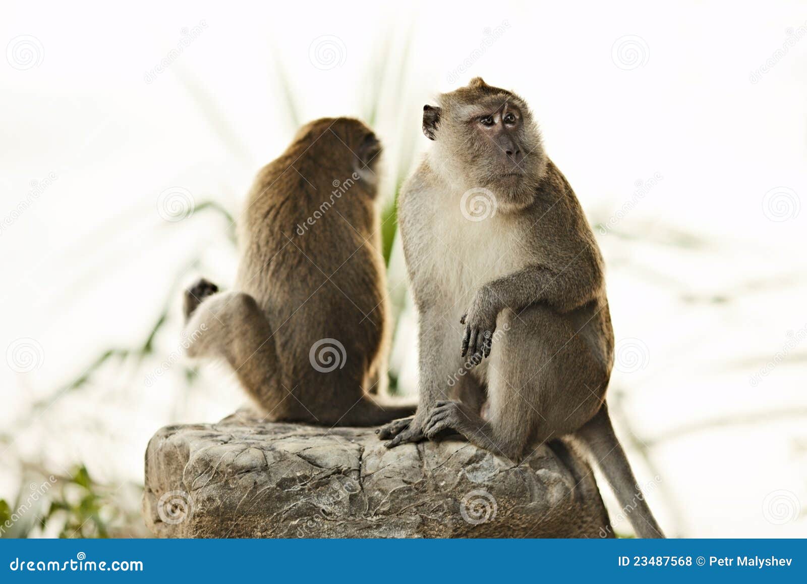Macaque Monkey stock photo. Image of creature, infant - 23487568