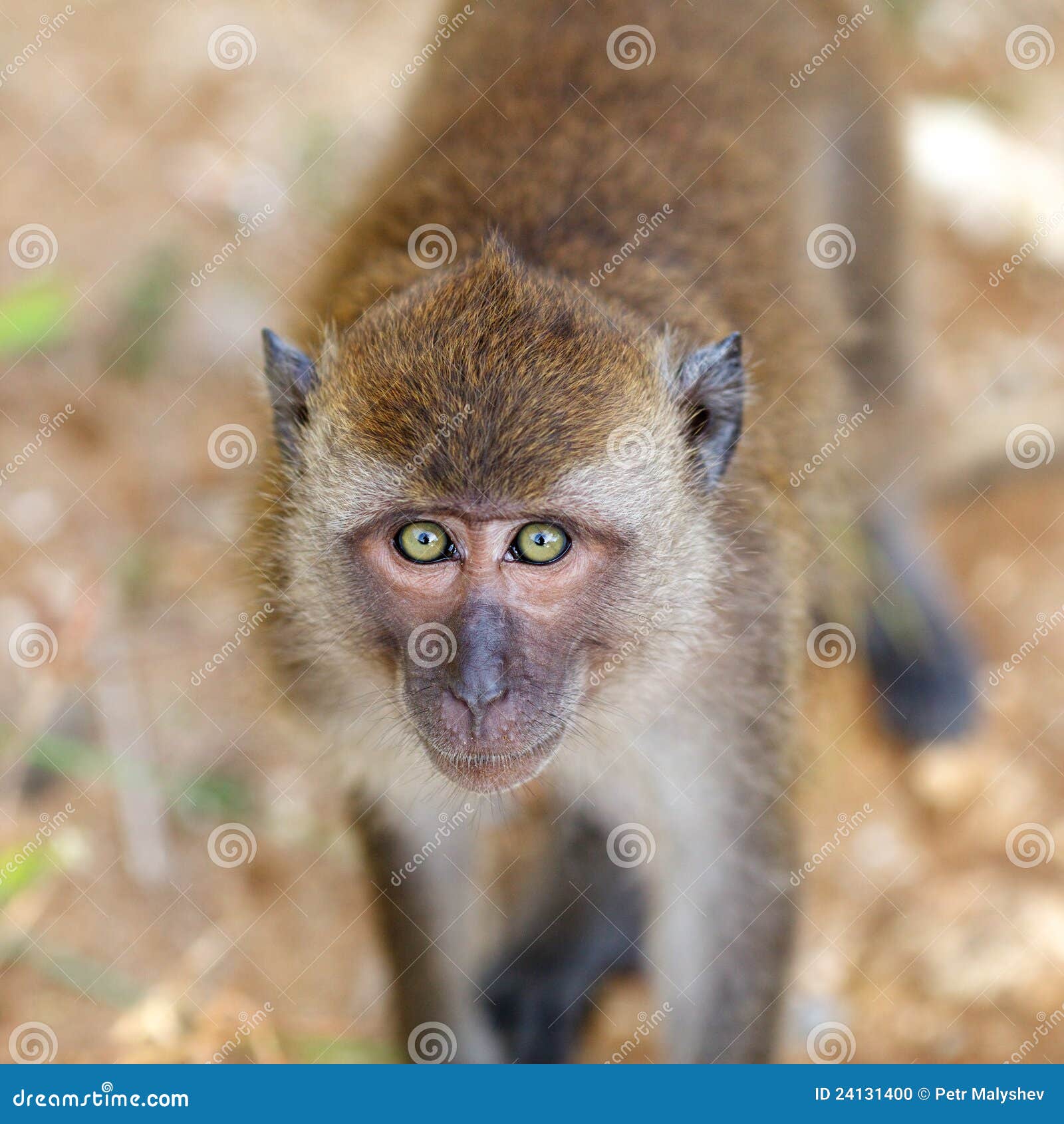 Macaque Monkey stock photo. Image of macaque, asia, look - 24131400