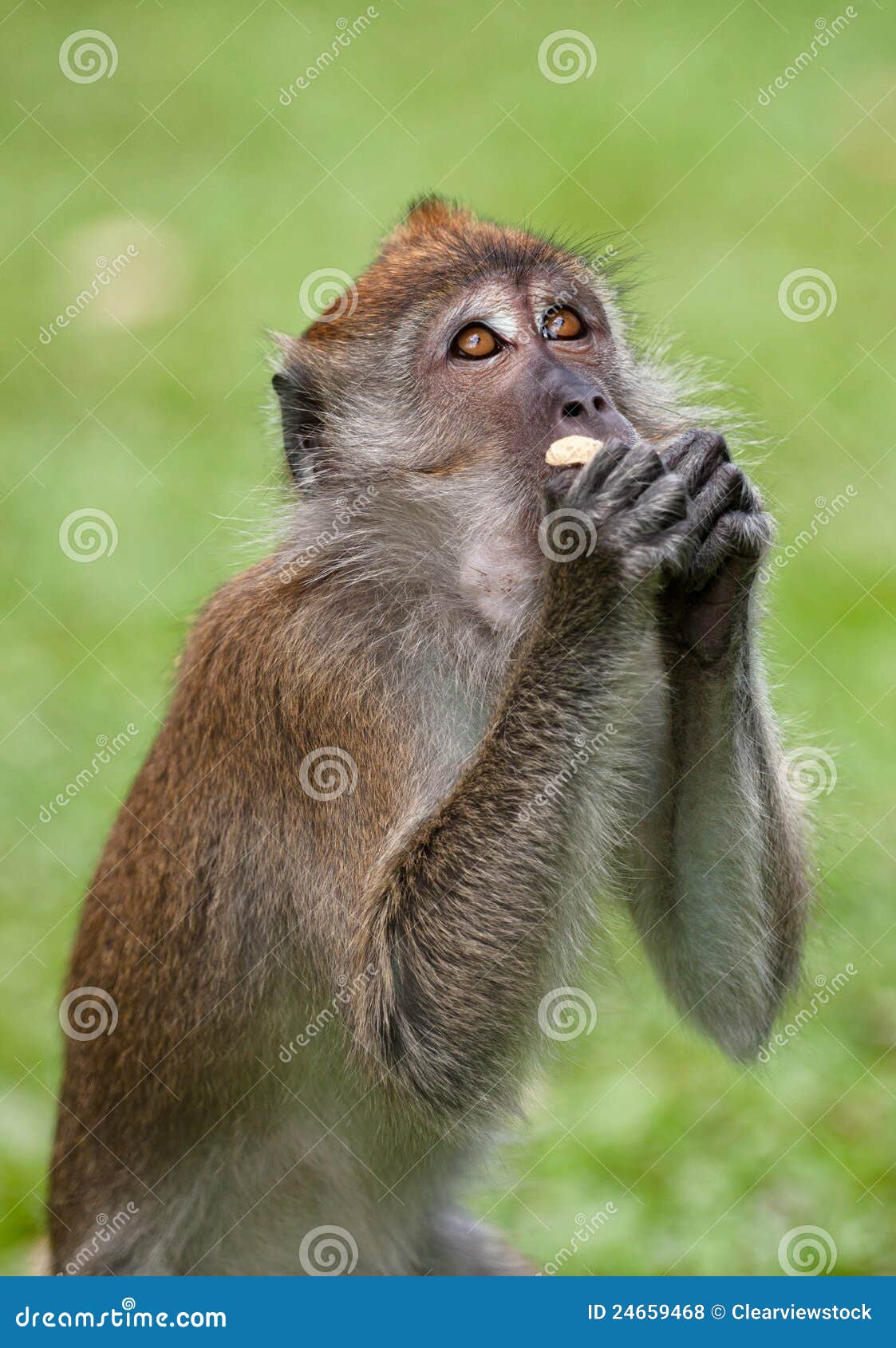 Macaque monkey stock photo. Image of sitting, wild, animal - 24659468