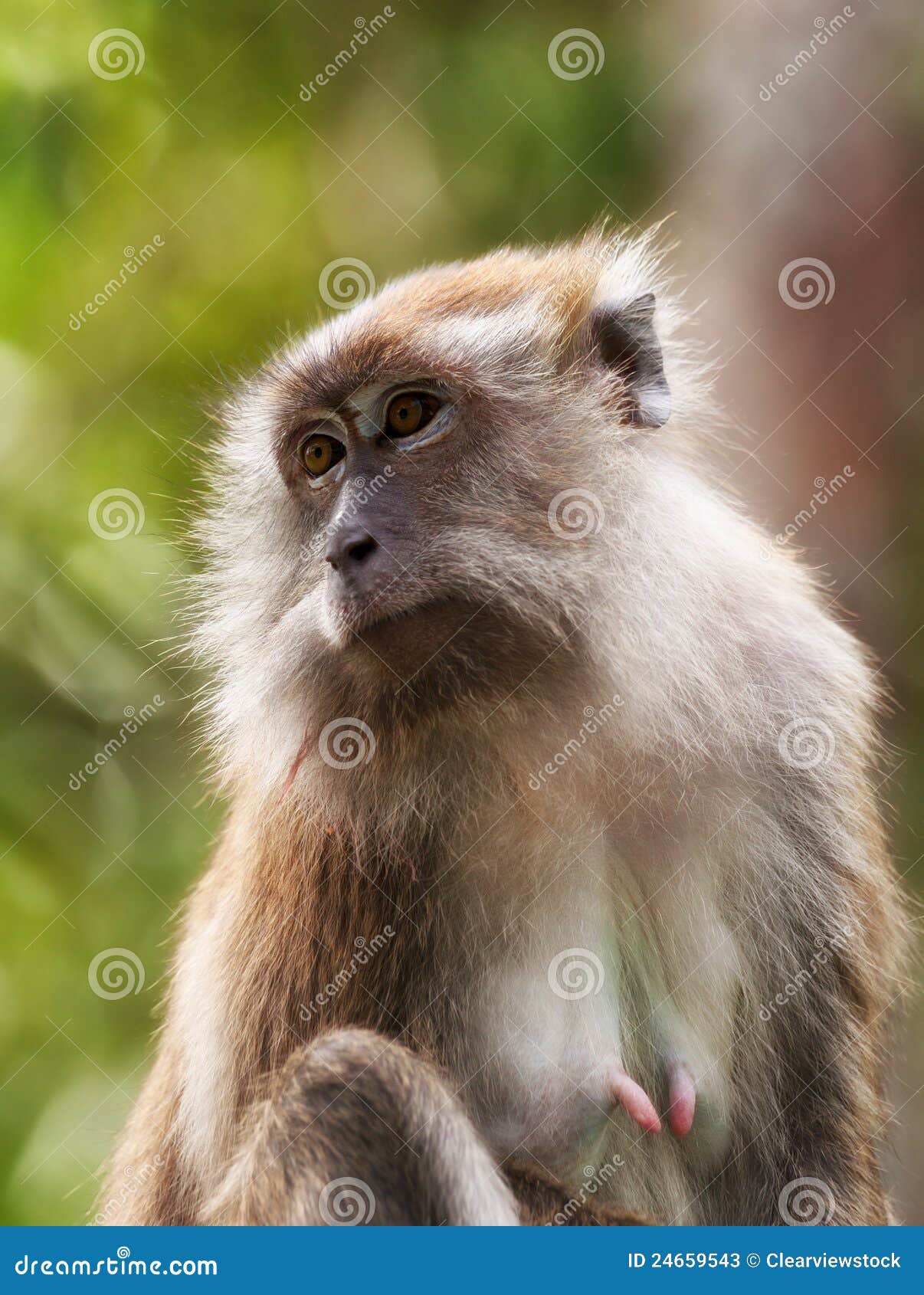 Macaque monkey stock image. Image of macaque, malaysia - 24659543
