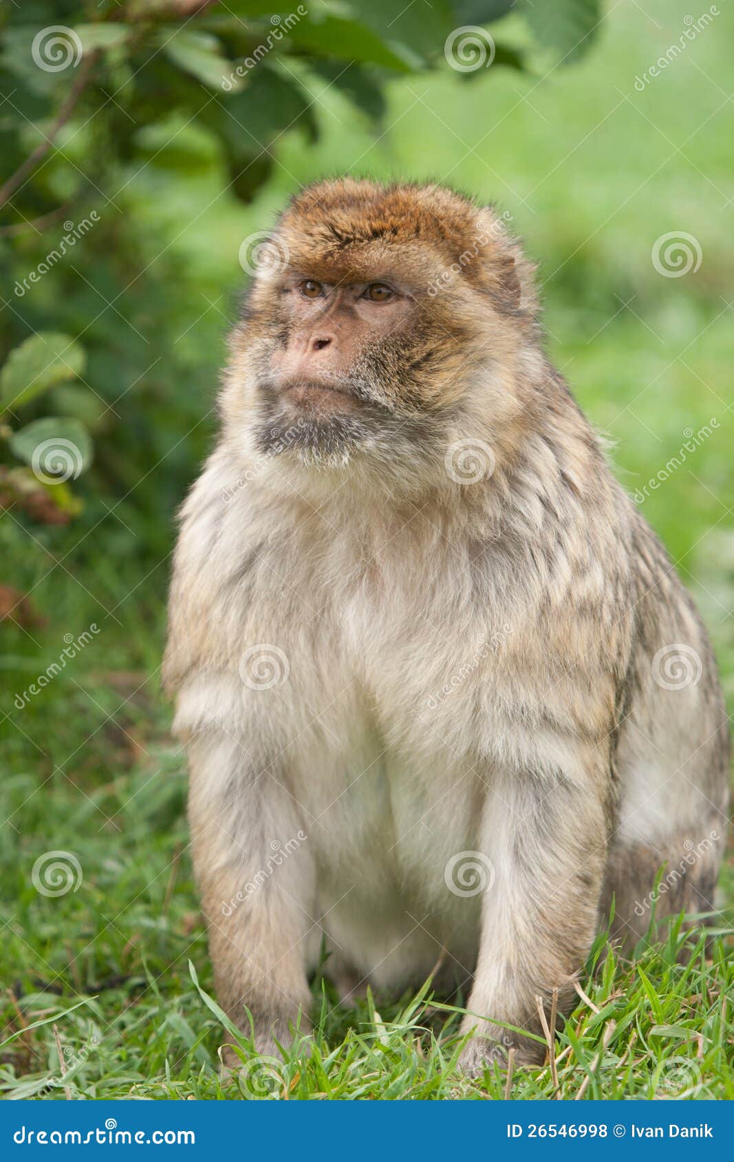 Macaque monkey stock photo. Image of portrait, wild, animal - 26546998