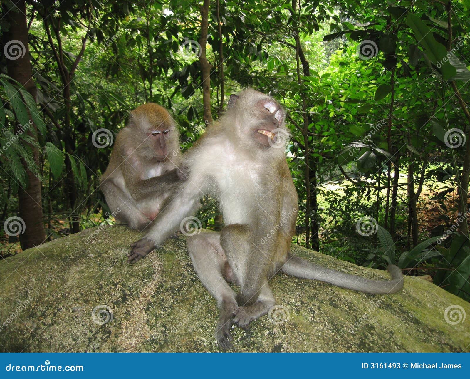 Macaque Monkey stock image. Image of singapore, timah - 3161493