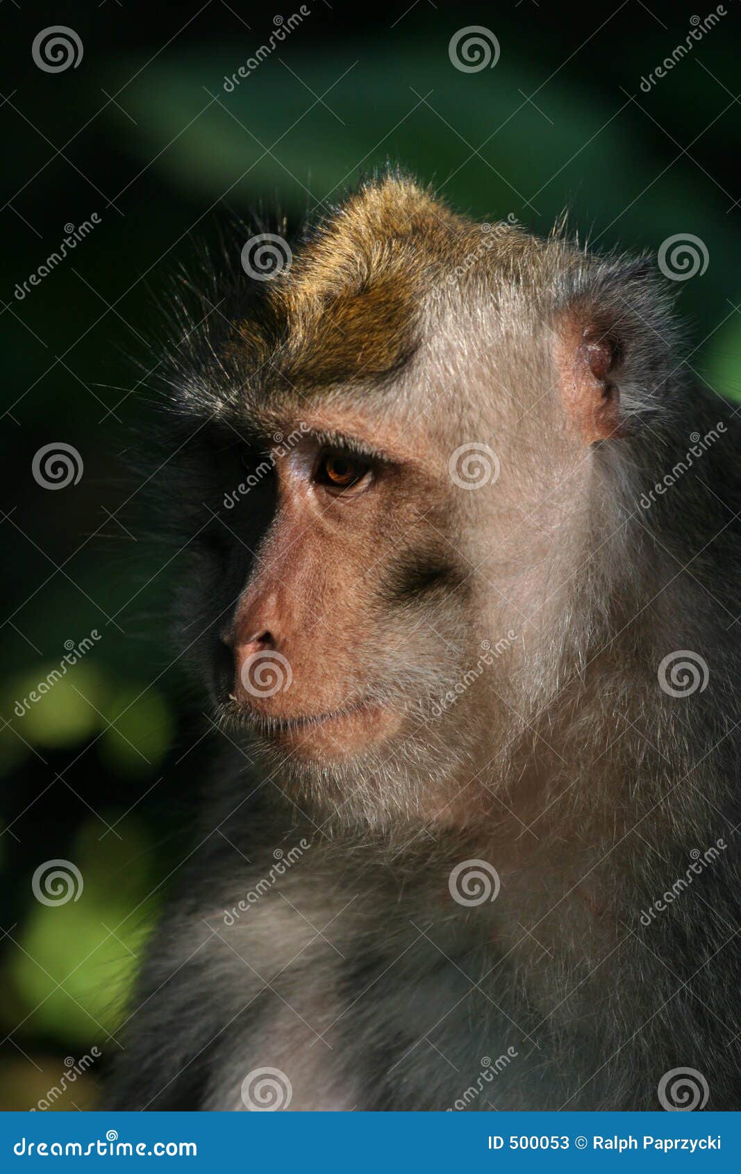 Macaque monkey stock image. Image of macaque, temple, asia - 500053