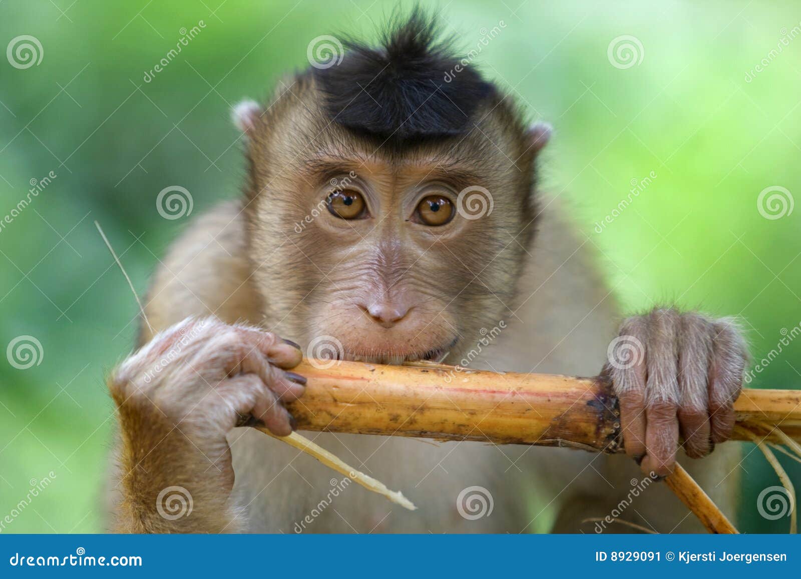 Macaque Monkey Widely Open With Its Mouth And Showing Sharp Teeth ...