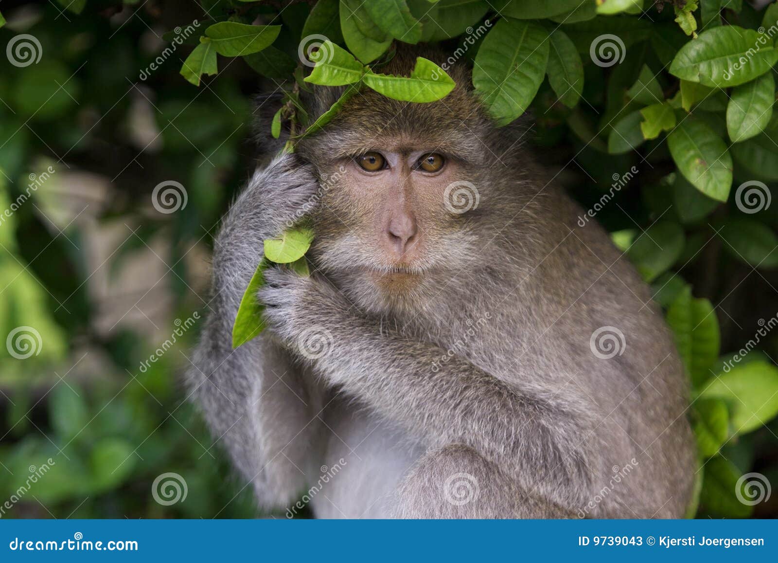 Macaque monkey stock image. Image of child, sandakan, playing - 9739043