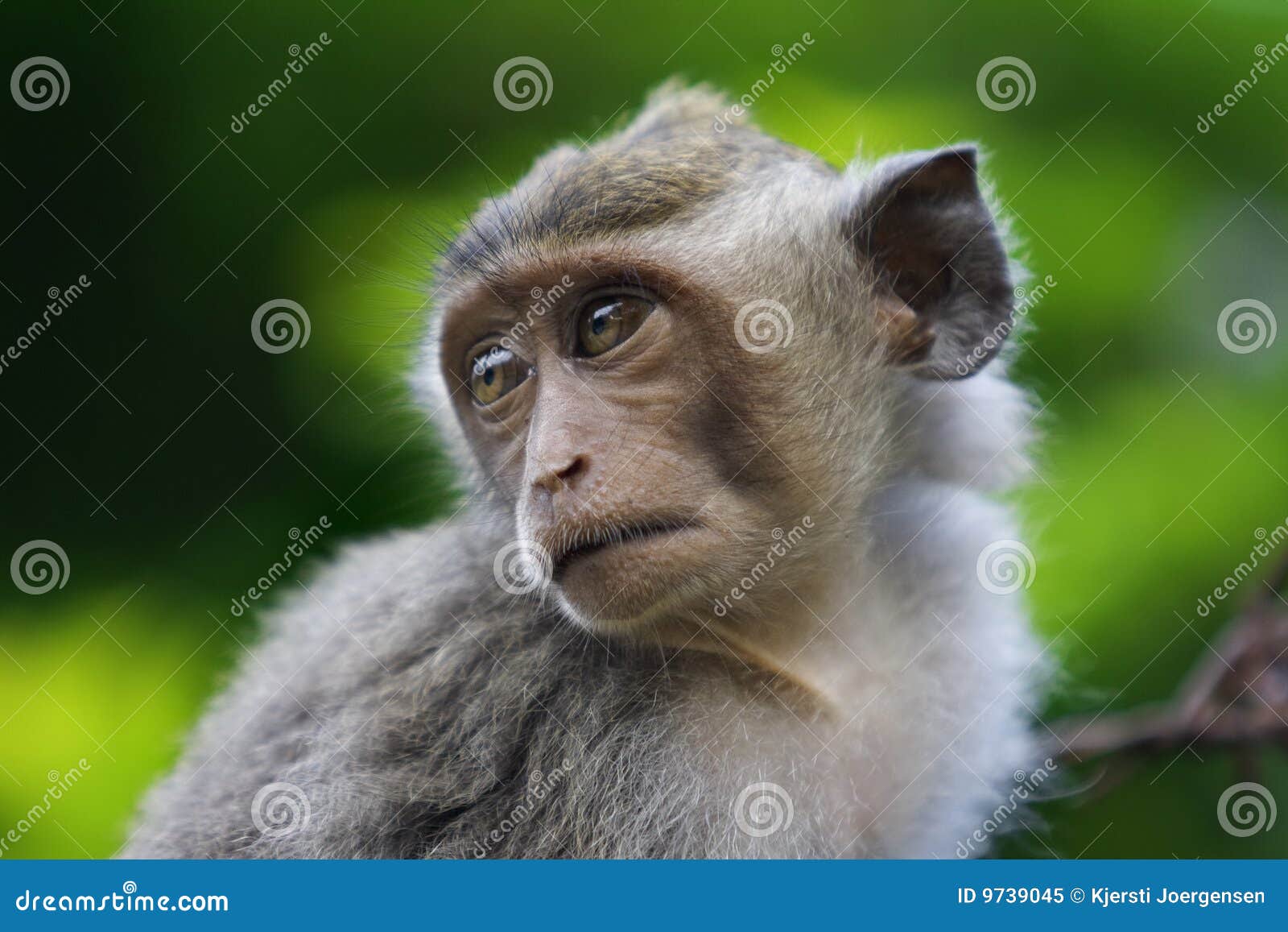 Macaque monkey stock image. Image of nationale, exotic - 9739045