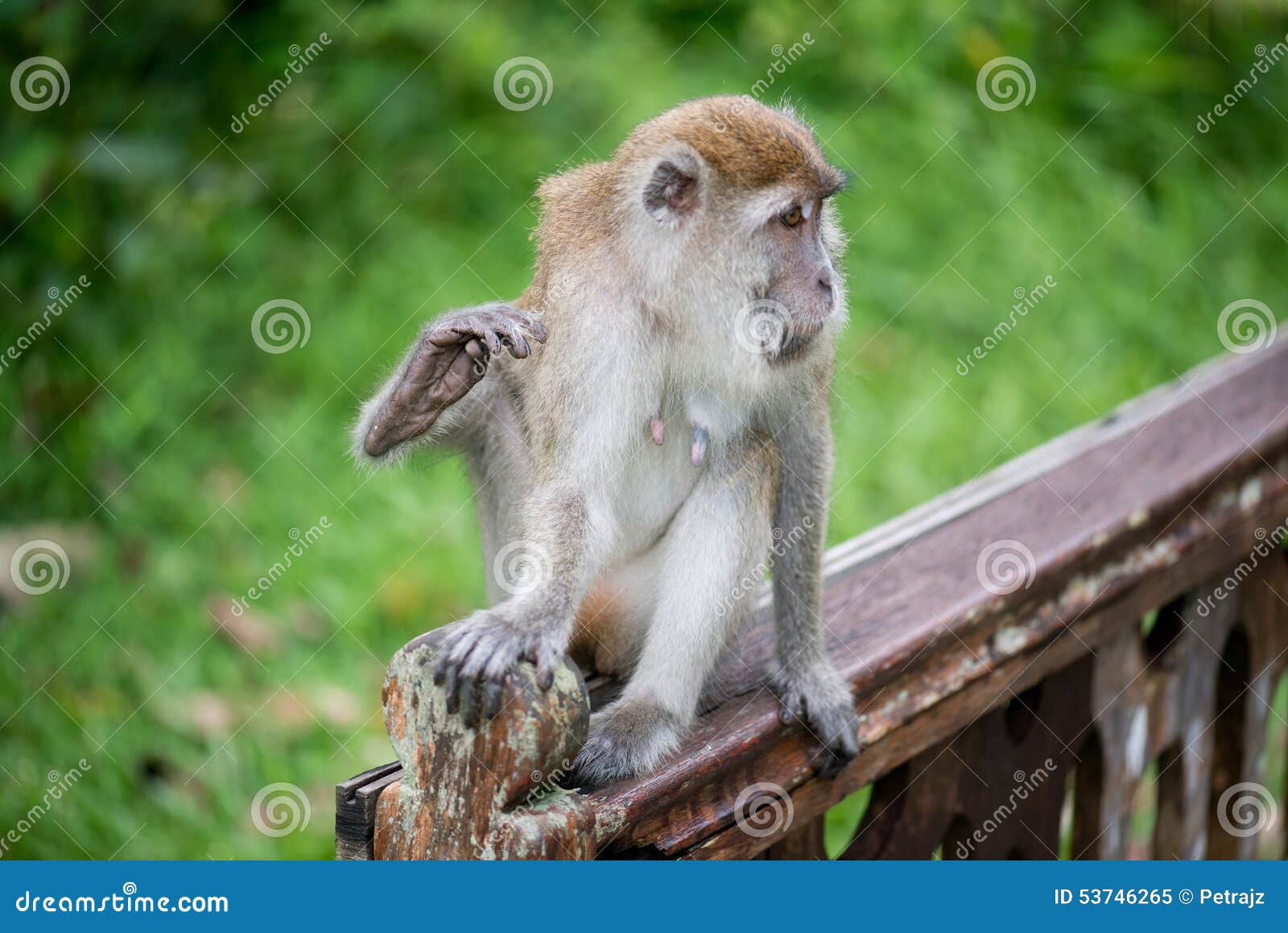 Macaque monkey stock image. Image of beauty, borneo, asian - 53746265