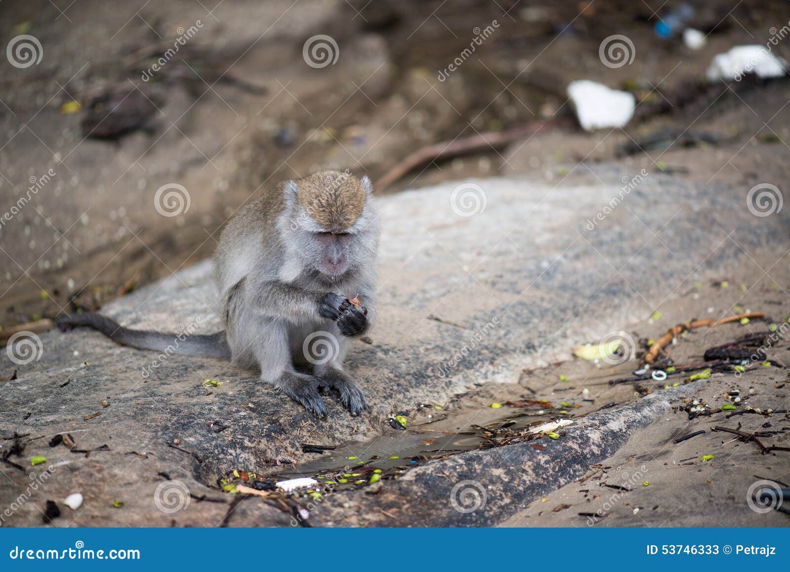 Macaque monkey stock image. Image of long, eyes, beauty - 53746333