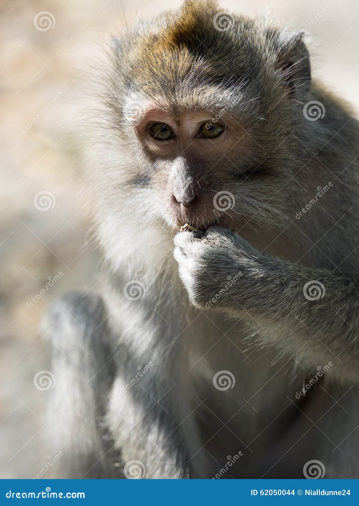 Macaque monkey in Bali stock photo. Image of temple, tourism - 62050044
