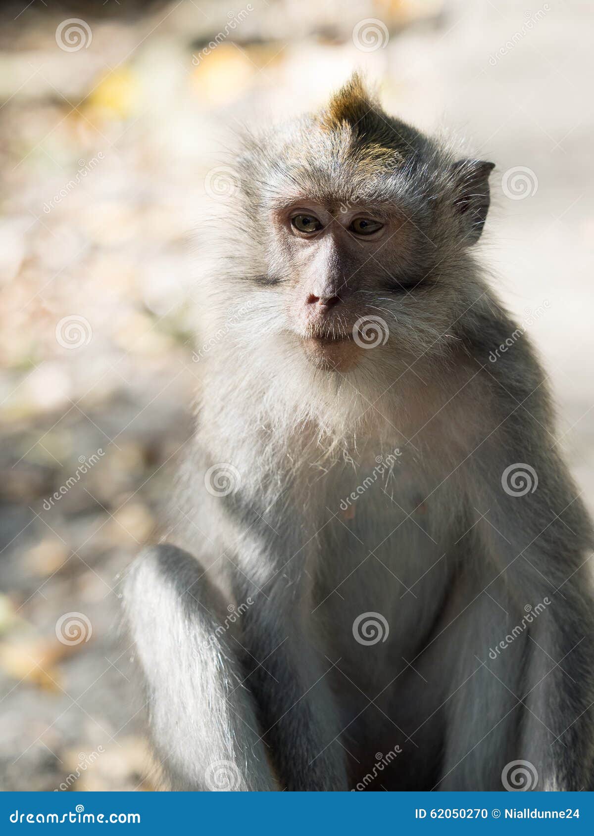 Macaque monkey in Bali stock photo. Image of small, ubud - 62050270