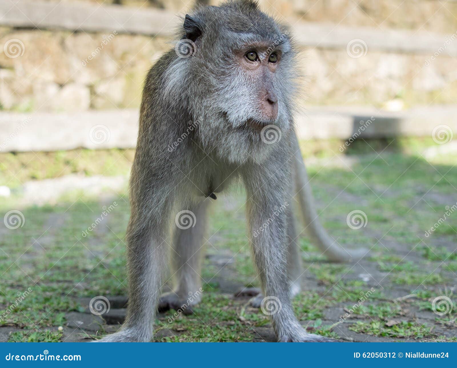 Macaque monkey in Bali stock photo. Image of ubud, island - 62050312
