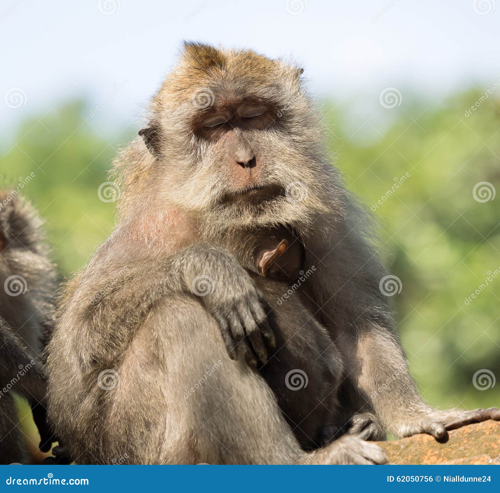 Macaque monkey in Bali stock photo. Image of primate - 62050756