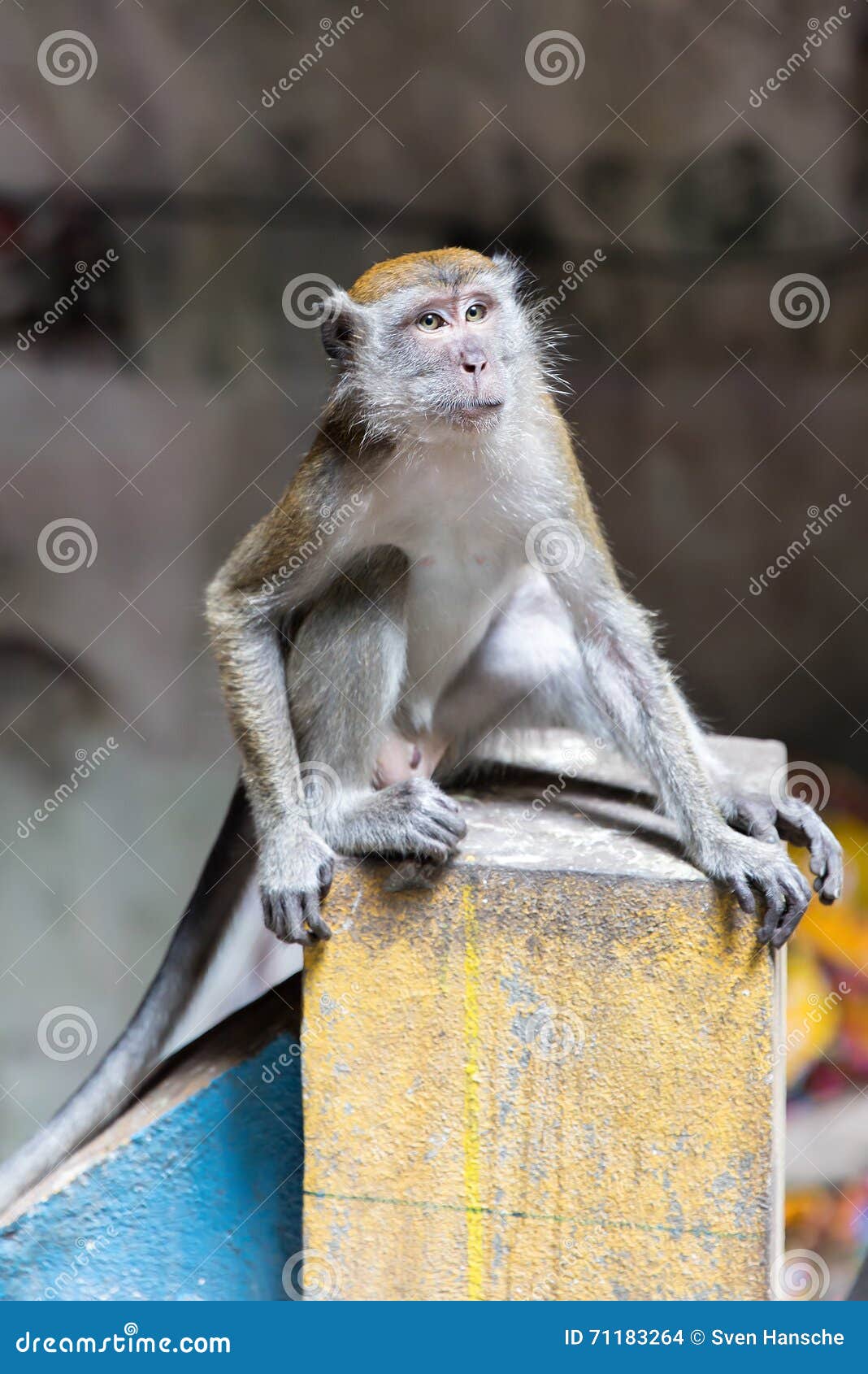 Macaque monkey stock photo. Image of face, tropical, travel - 71183264