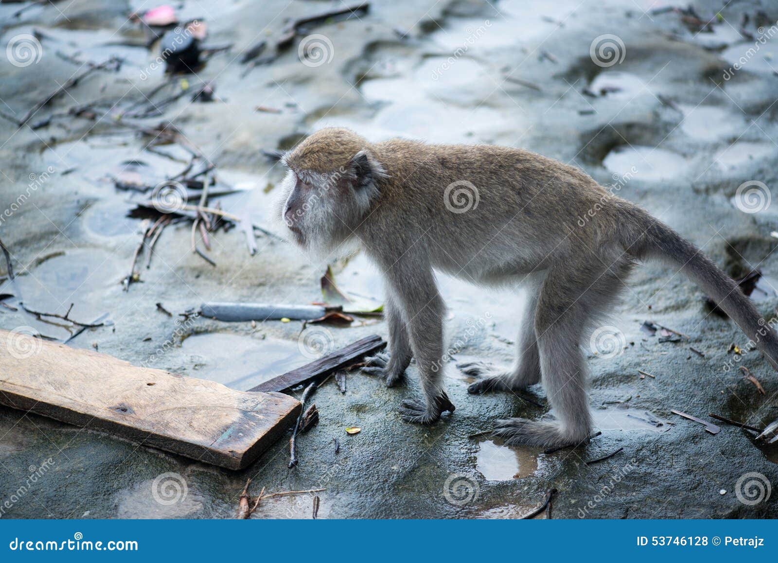 Macaque monkey stock photo. Image of asian, mammal, monkey - 53746128