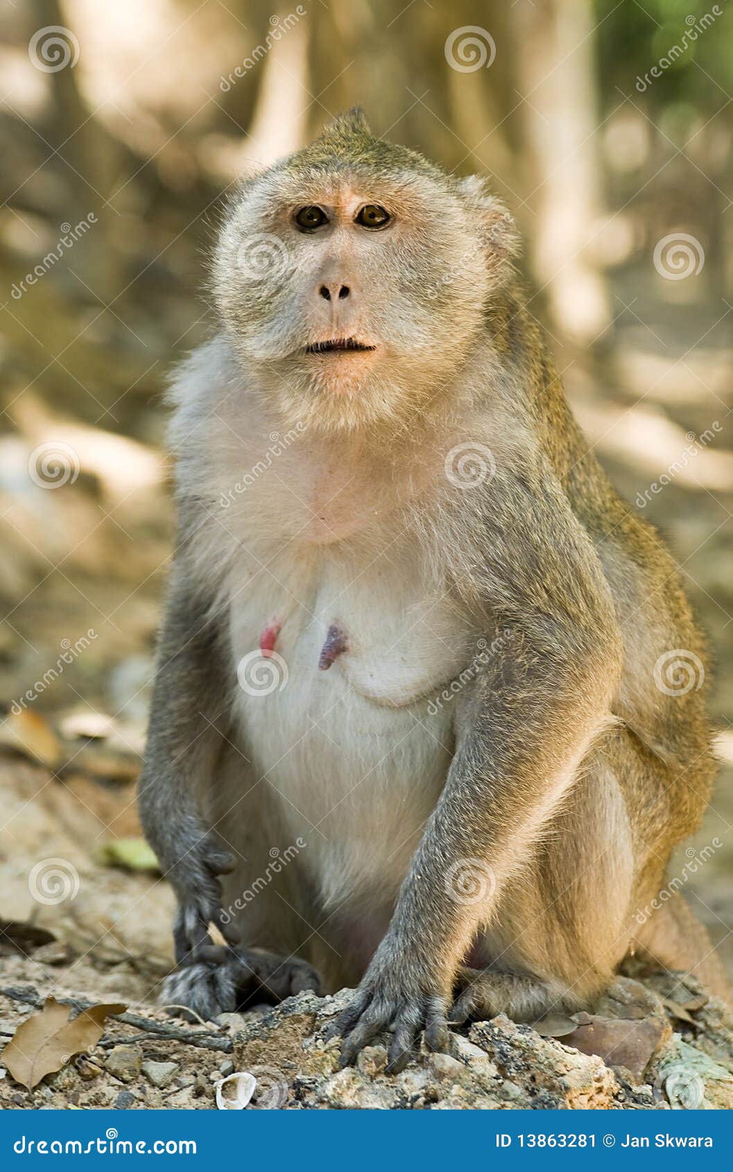 Macaque monkey in Cambodia stock image. Image of mammal - 13863281