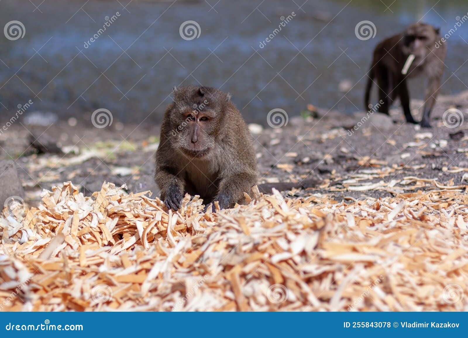 Macaque Monkey Chooses Food from Pile of Bread Crusts on Ground ...