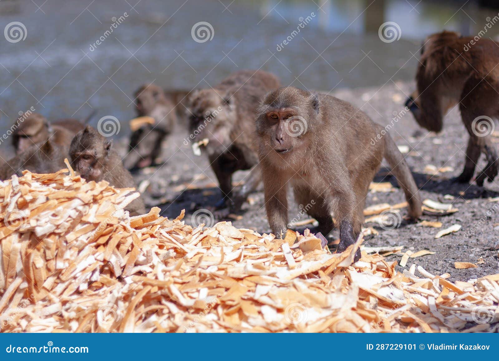 Macaque Monkey Chooses Food from Pile of Bread Crusts on Ground ...
