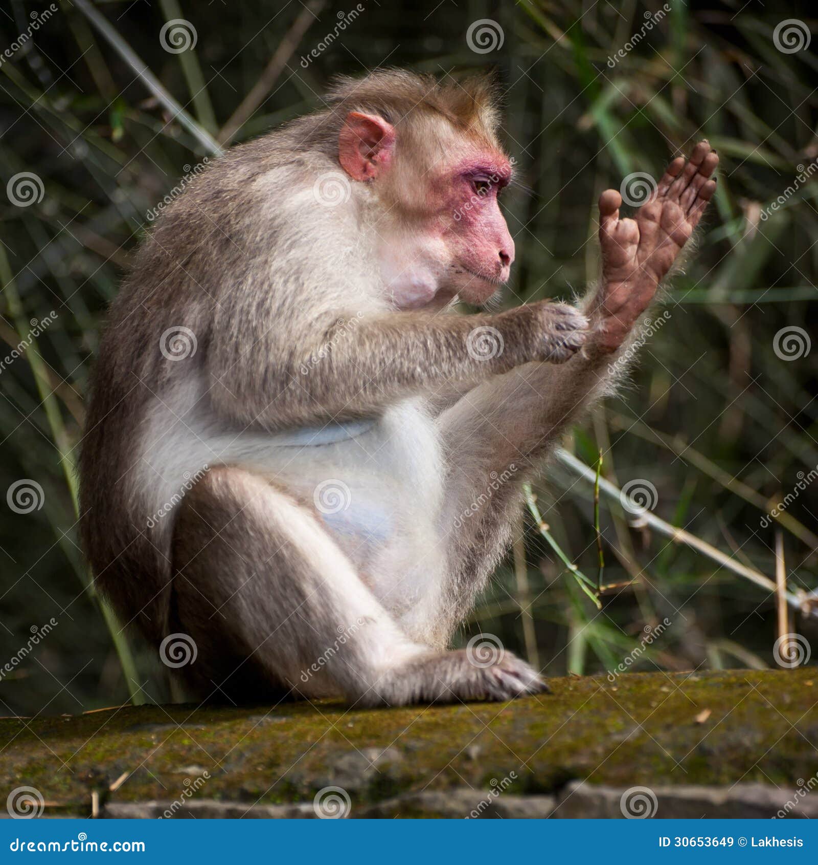 Macaque Monkey Cleaning Itself in Bamboo Forest Stock Image - Image of ...