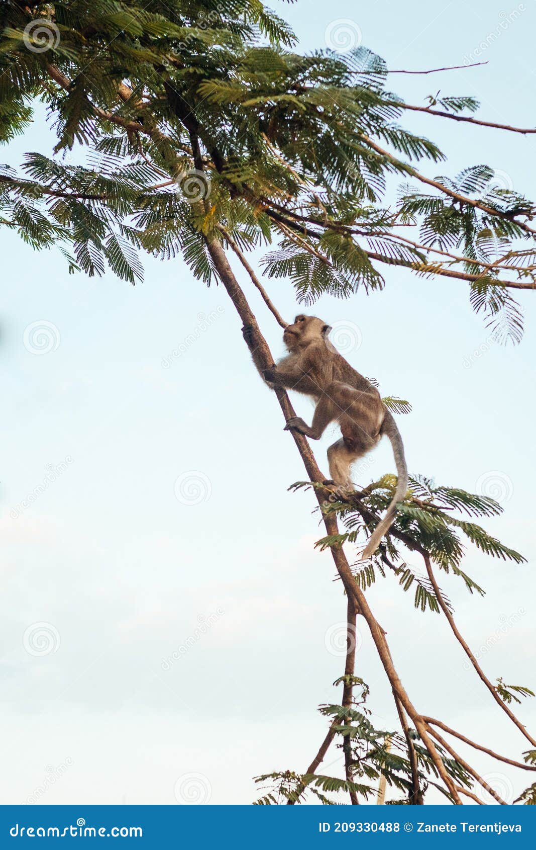 Monkey Climbing on a Tropical Tree Stock Photo - Image of monkey ...