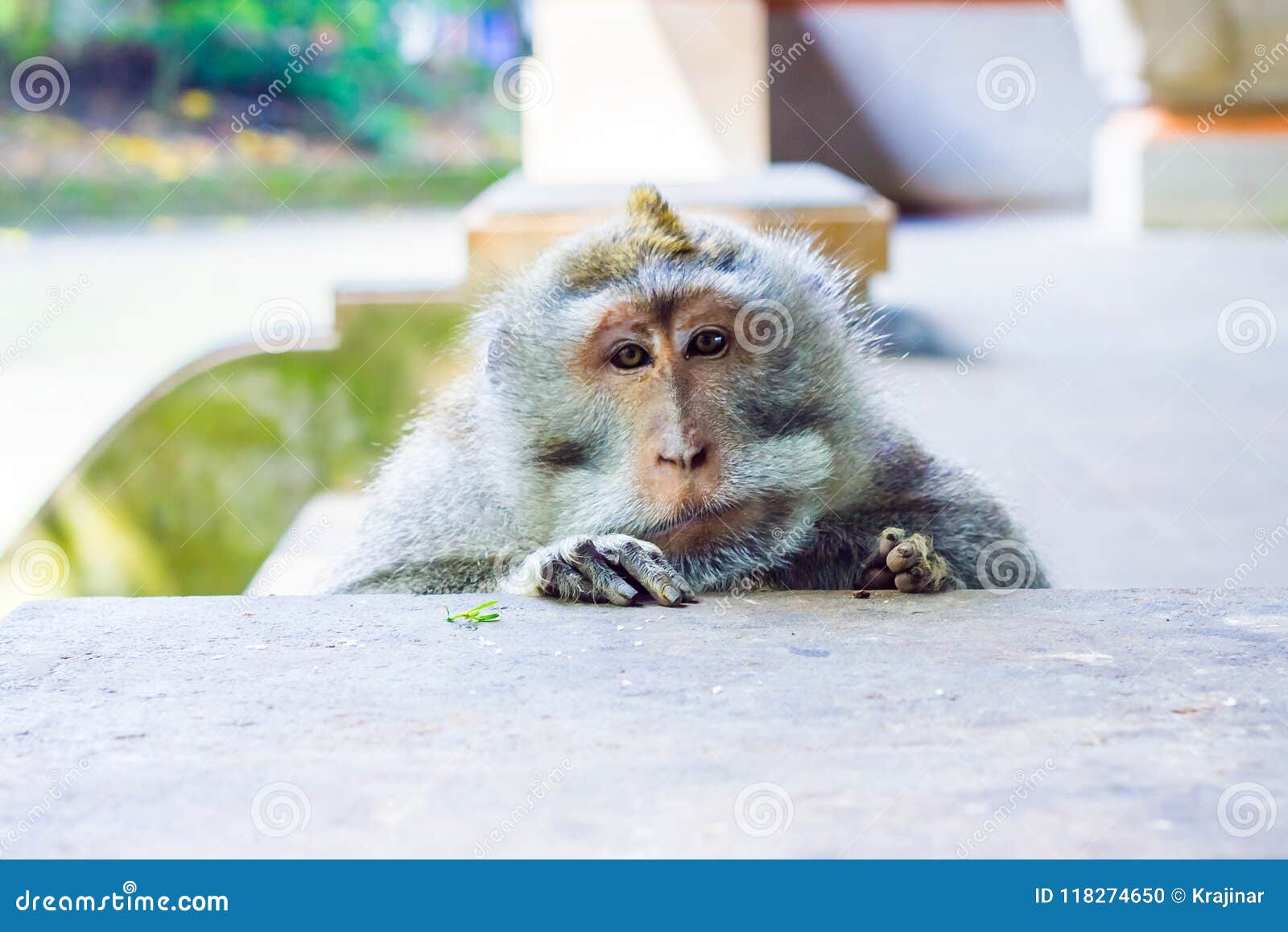 Macaque Monkey Close Face and Table in Monkey Forest, Ubud, Bali Stock ...