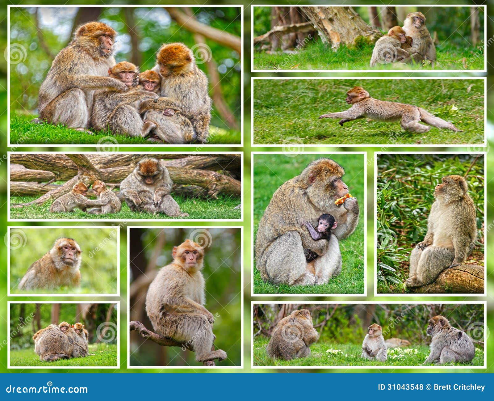 Macaque monkey collage stock photo. Image of forest, macaque - 31043548