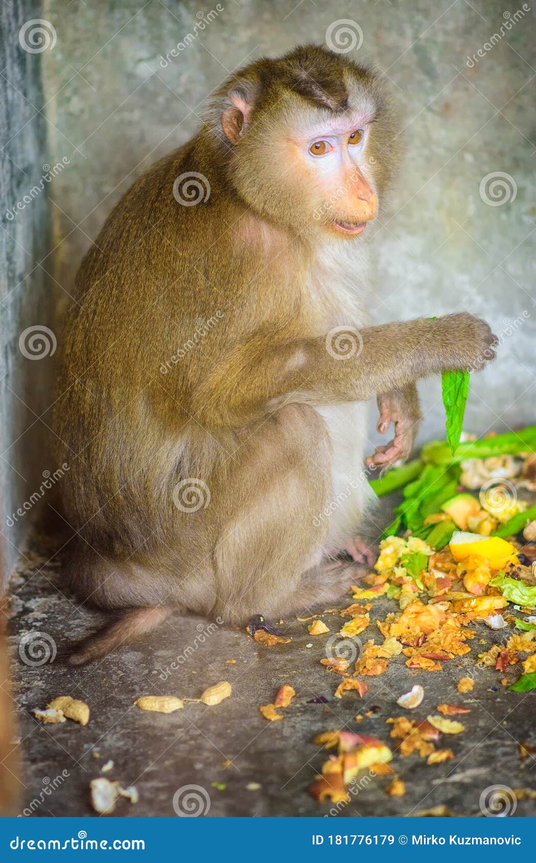 Macaque Monkey Eating at the Beijing Zoo Stock Image - Image of ...