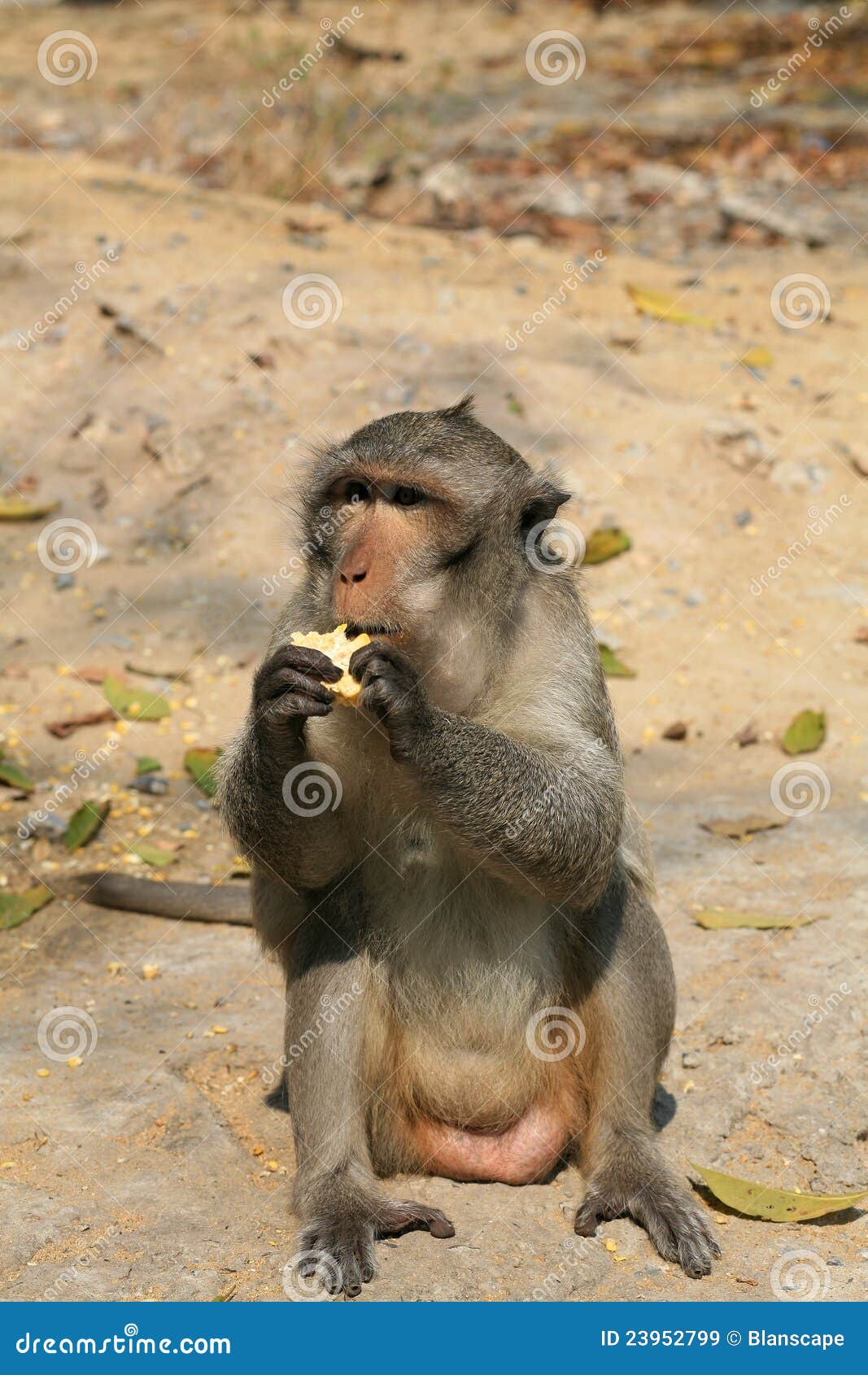Macaque Monkey Eating Corn on the Ground Stock Image - Image of thai ...