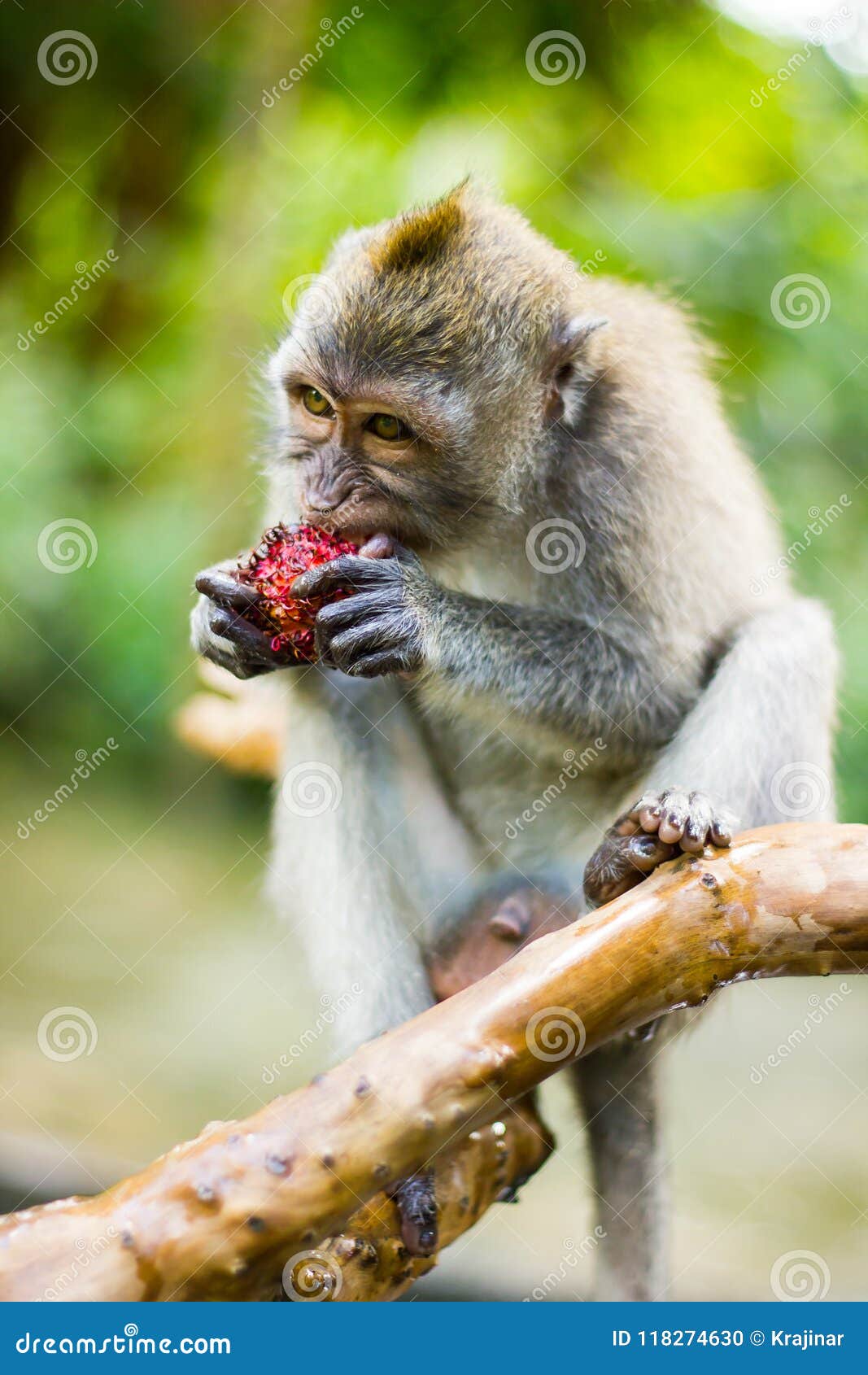 Macaque Monkey Eating Dragon Fruit in Monkey Forest, Ubud, Bali ...