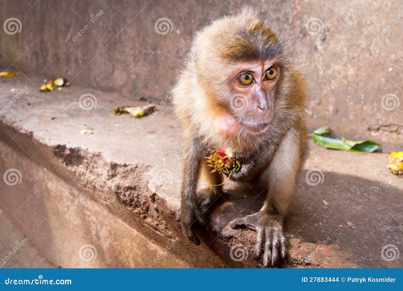 Macaque Monkey Eating Lychee Fruit Stock Photo - Image of friendly ...