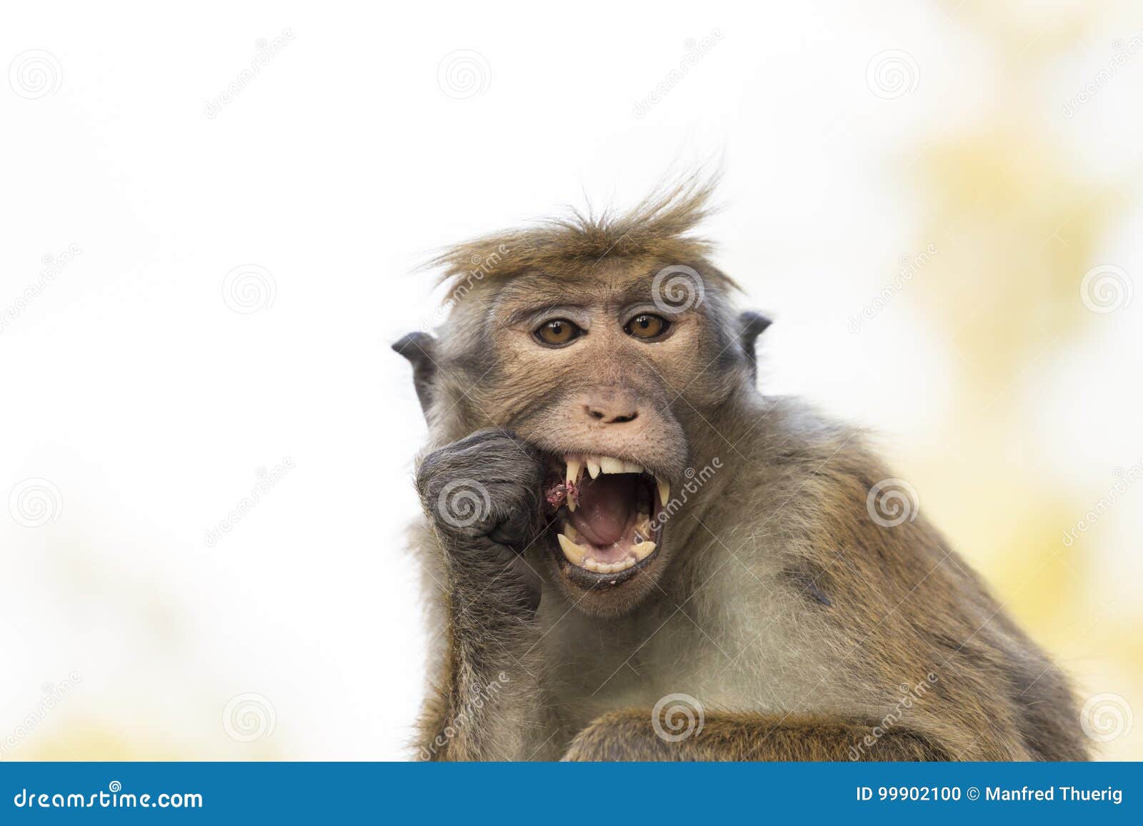 Monkey Eats Nut Stock Photos - Free & Royalty-Free Stock Photos from ...