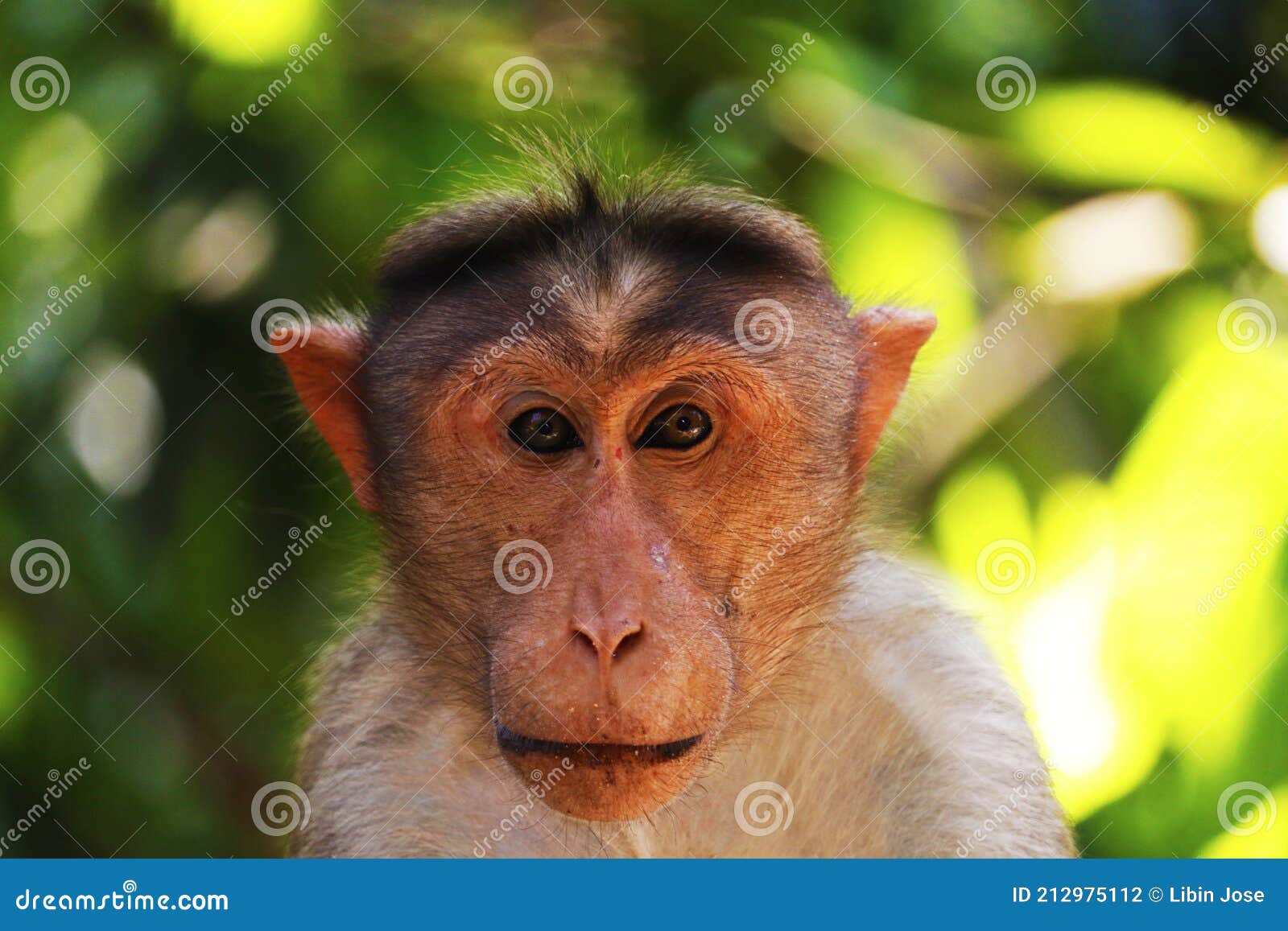 Macaque Monkey Face in Close Up with Green Background Stock Photo ...