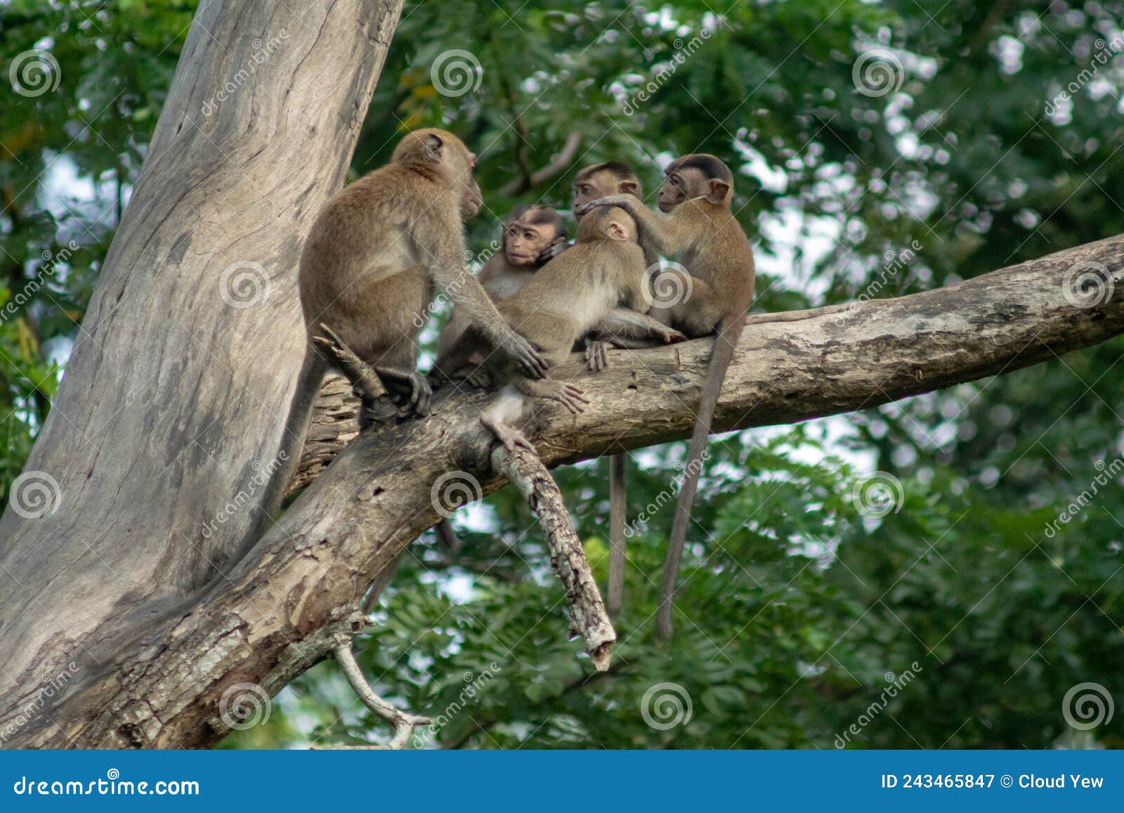 Monkey Family Have Fun on Tree Stock Image - Image of wildlife, face ...