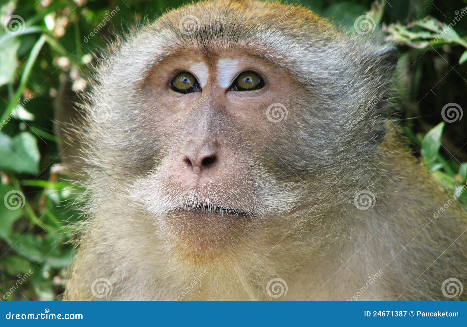 Macaque Monkey Head stock image. Image of furry, wild - 24671387