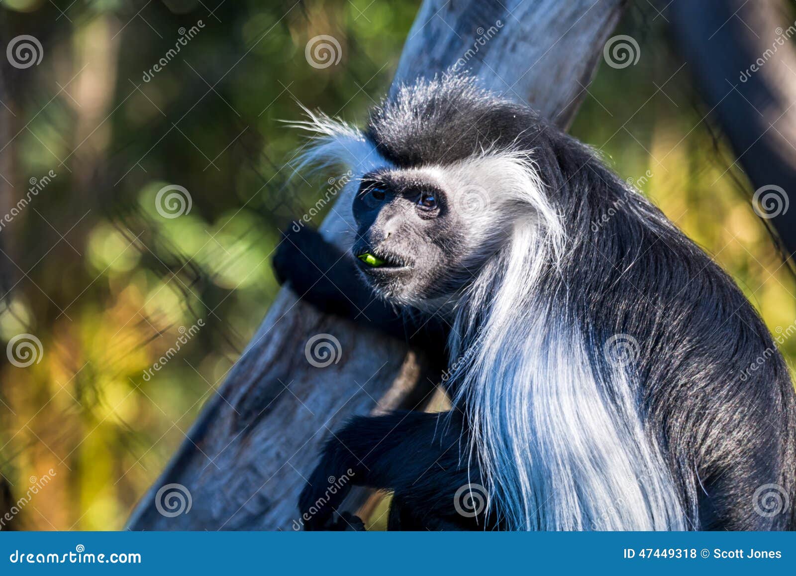 Macaque Monkey stock photo. Image of simian, wild, monkey - 47449318