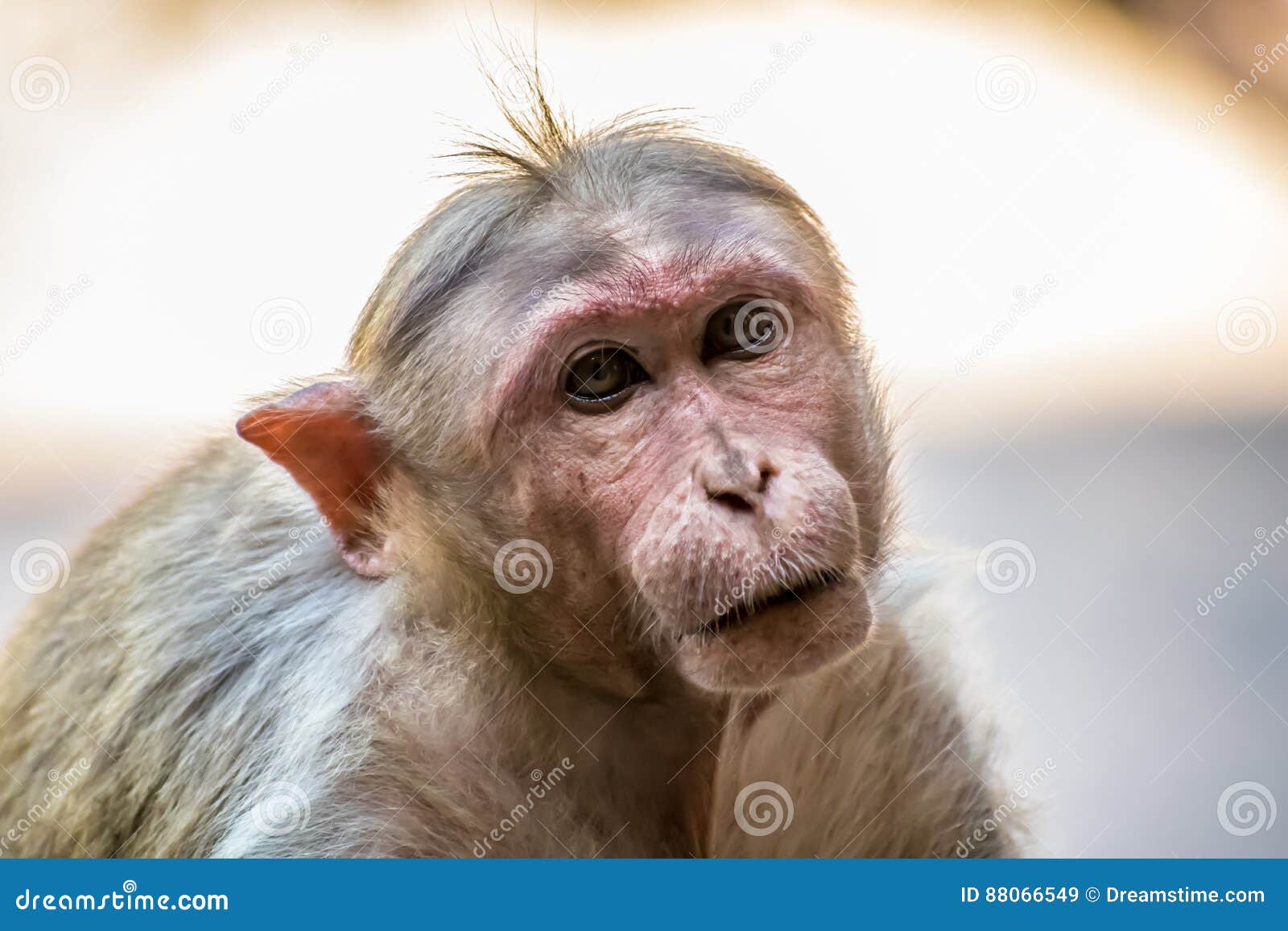 Macaque stock image. Image of macaque, monkey, isolated - 88066549