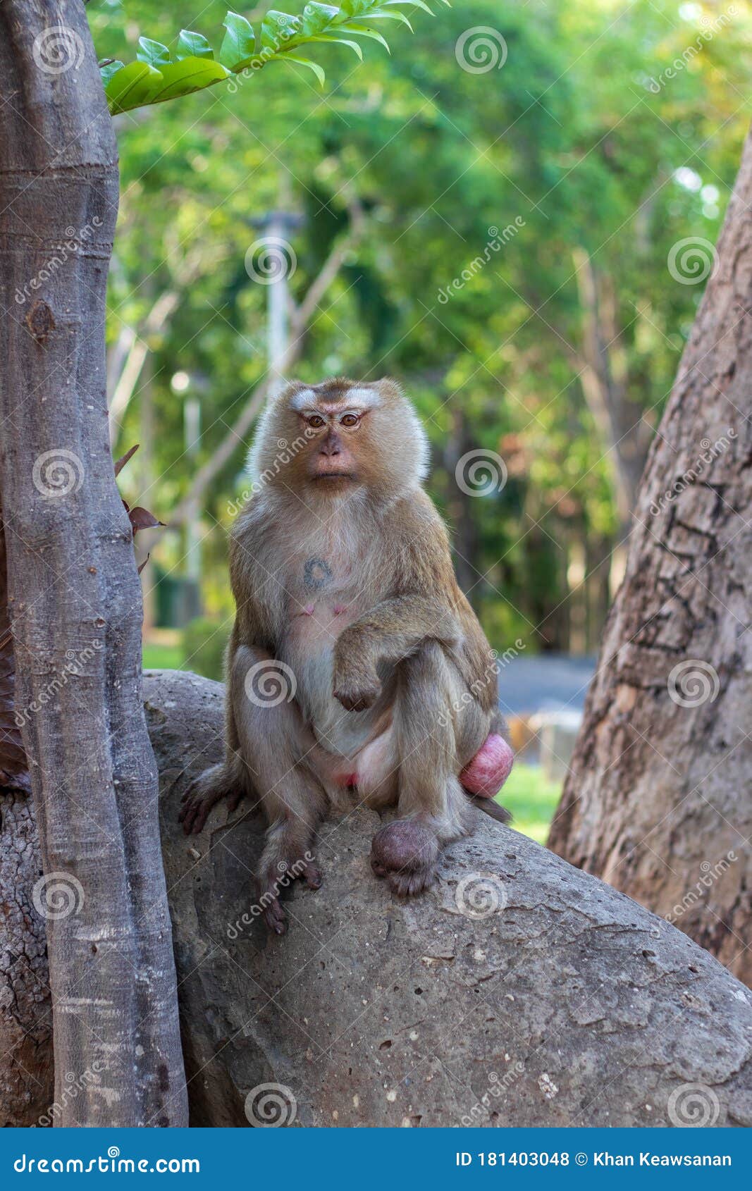Macaque monkey stock photo. Image of monkey, omnivores - 181403048