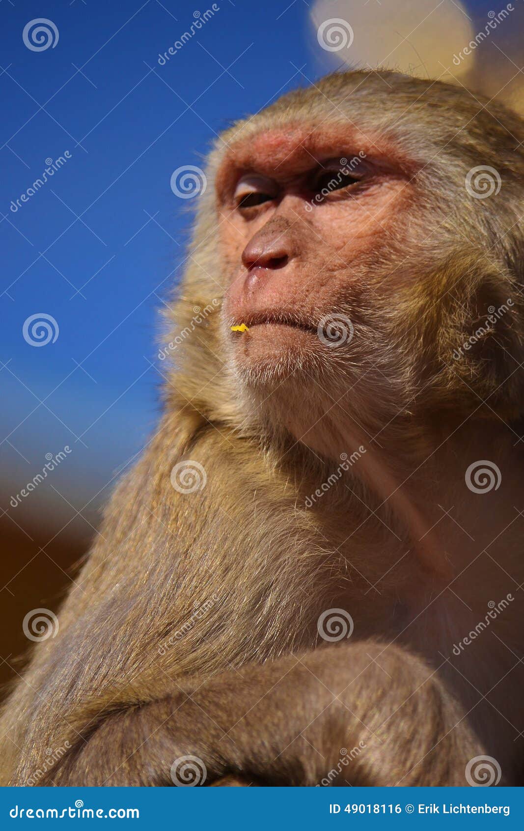 Macaque Monkey Looking Cool Stock Photo - Image of shows, cool: 49018116