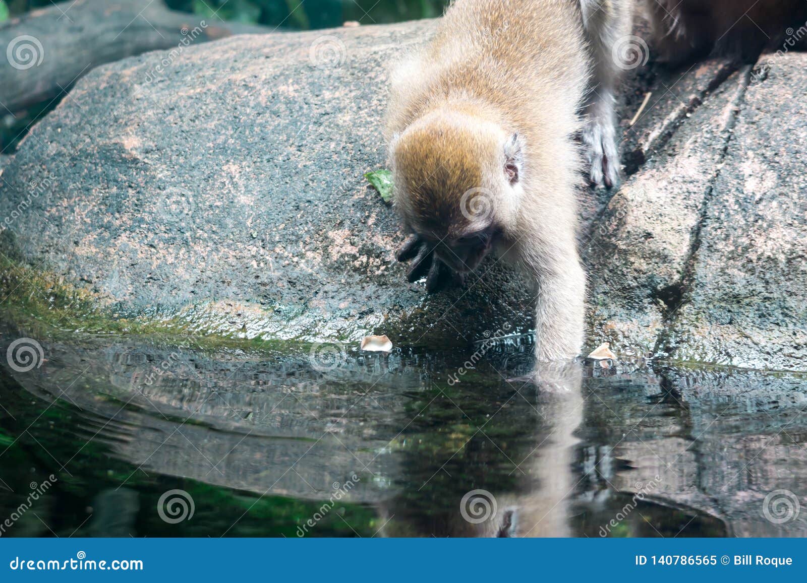 Macaque Monkey Looking for Fish Food in a River Stock Image - Image of ...