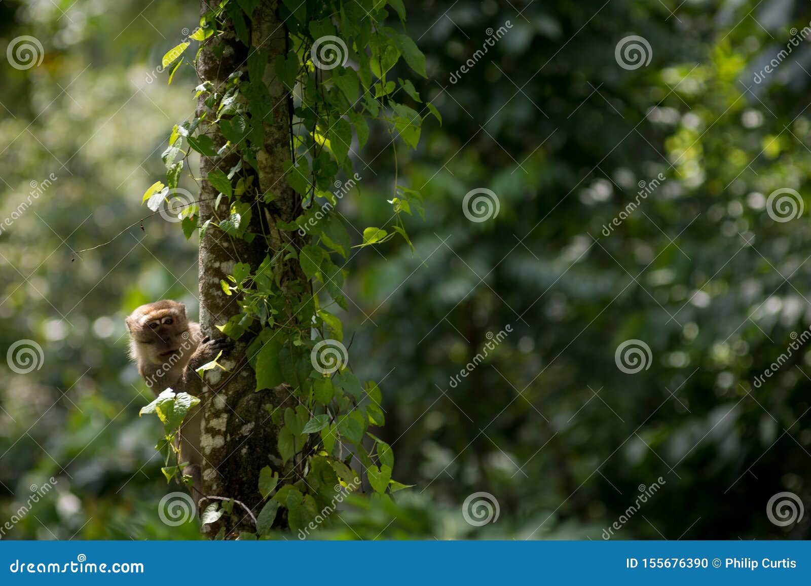 Macaque Monkey Looks Around a Tree Trunk it is Climbing Stock Photo ...