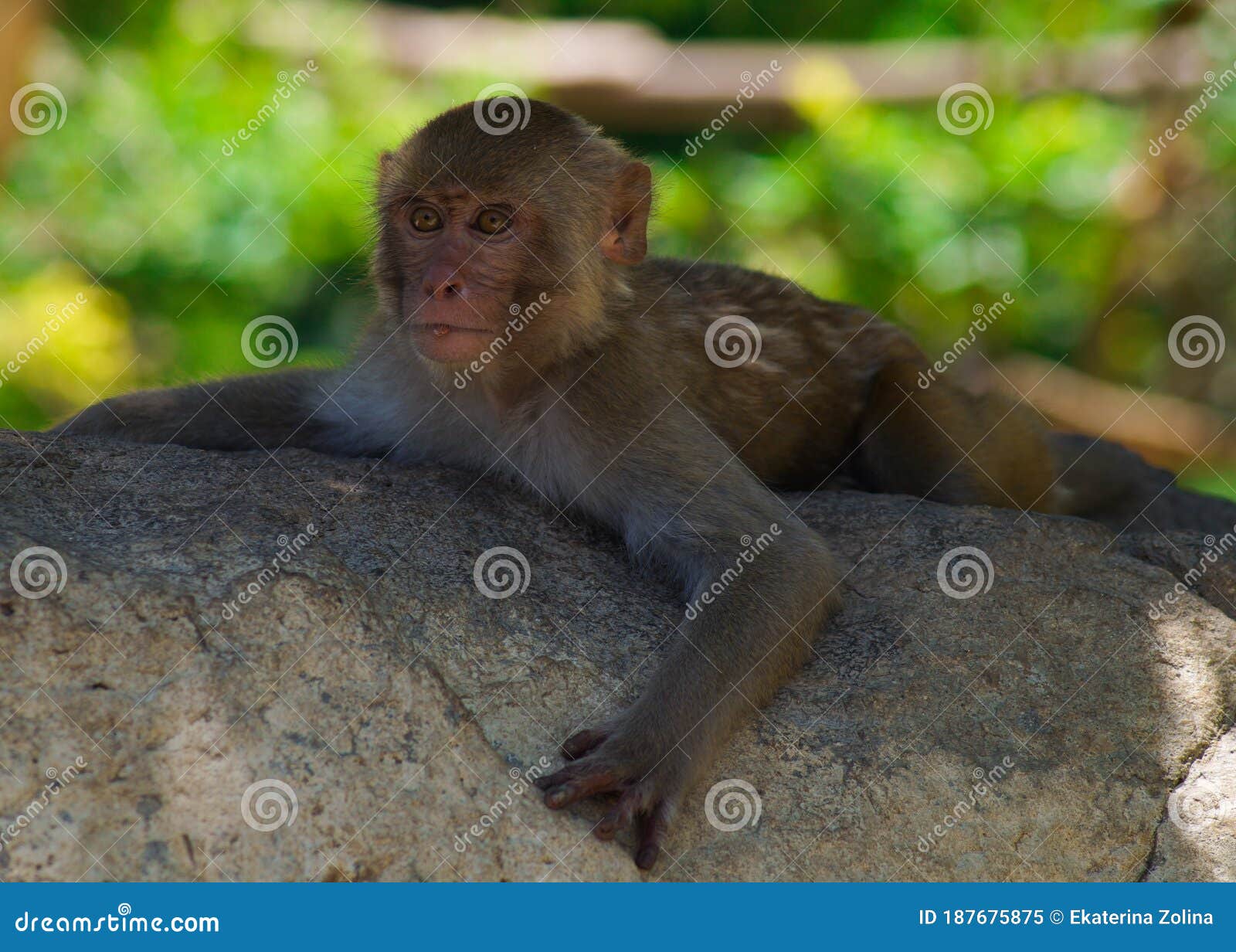 A Macaque Monkey is Lying on a Tree and Looking Away Stock Image ...