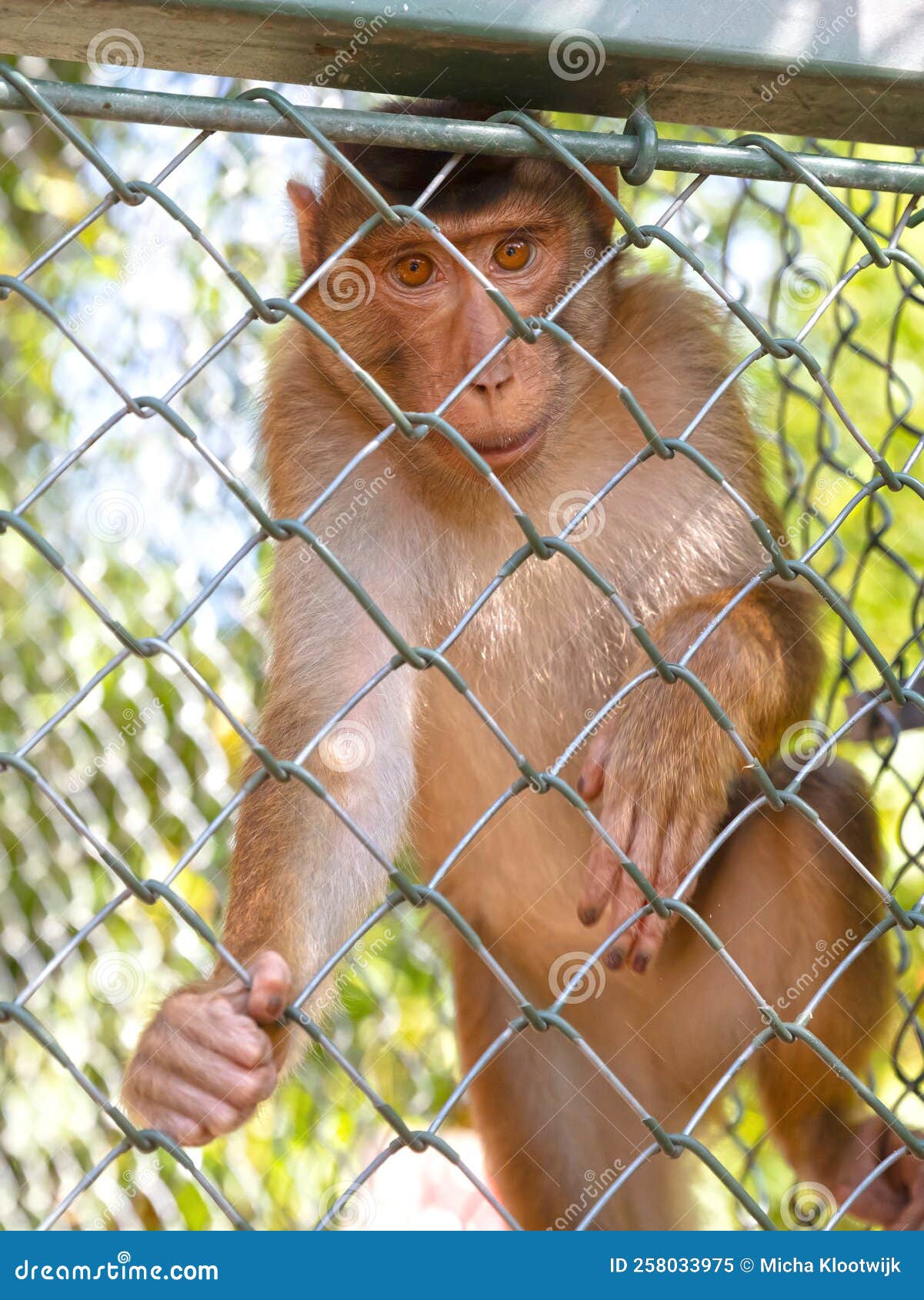 Macaque Monkey Macaca Radiata Hanging in a Fence Stock Image - Image of ...