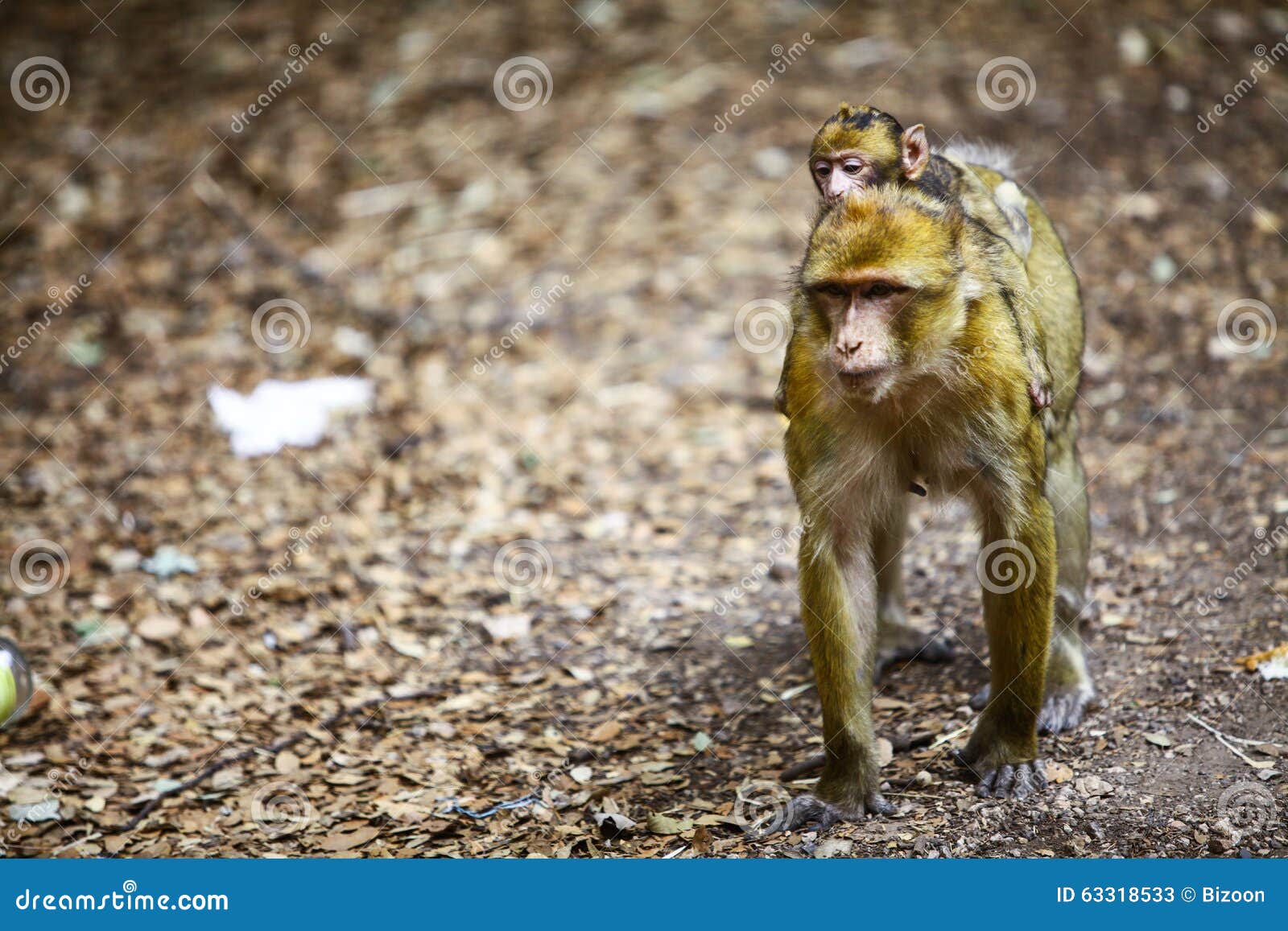 Macaque monkey in Morocco stock image. Image of small - 63318533