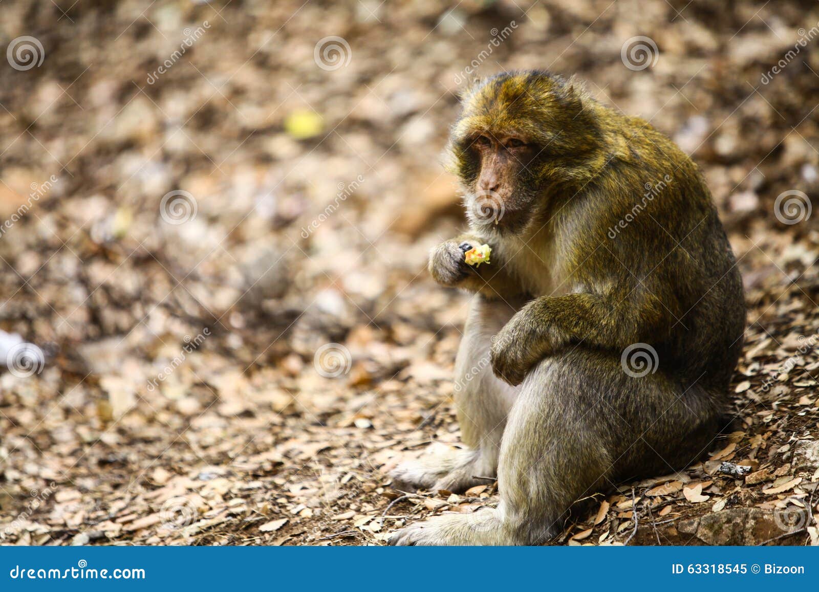 Macaque monkey in Morocco stock image. Image of primate - 63318545