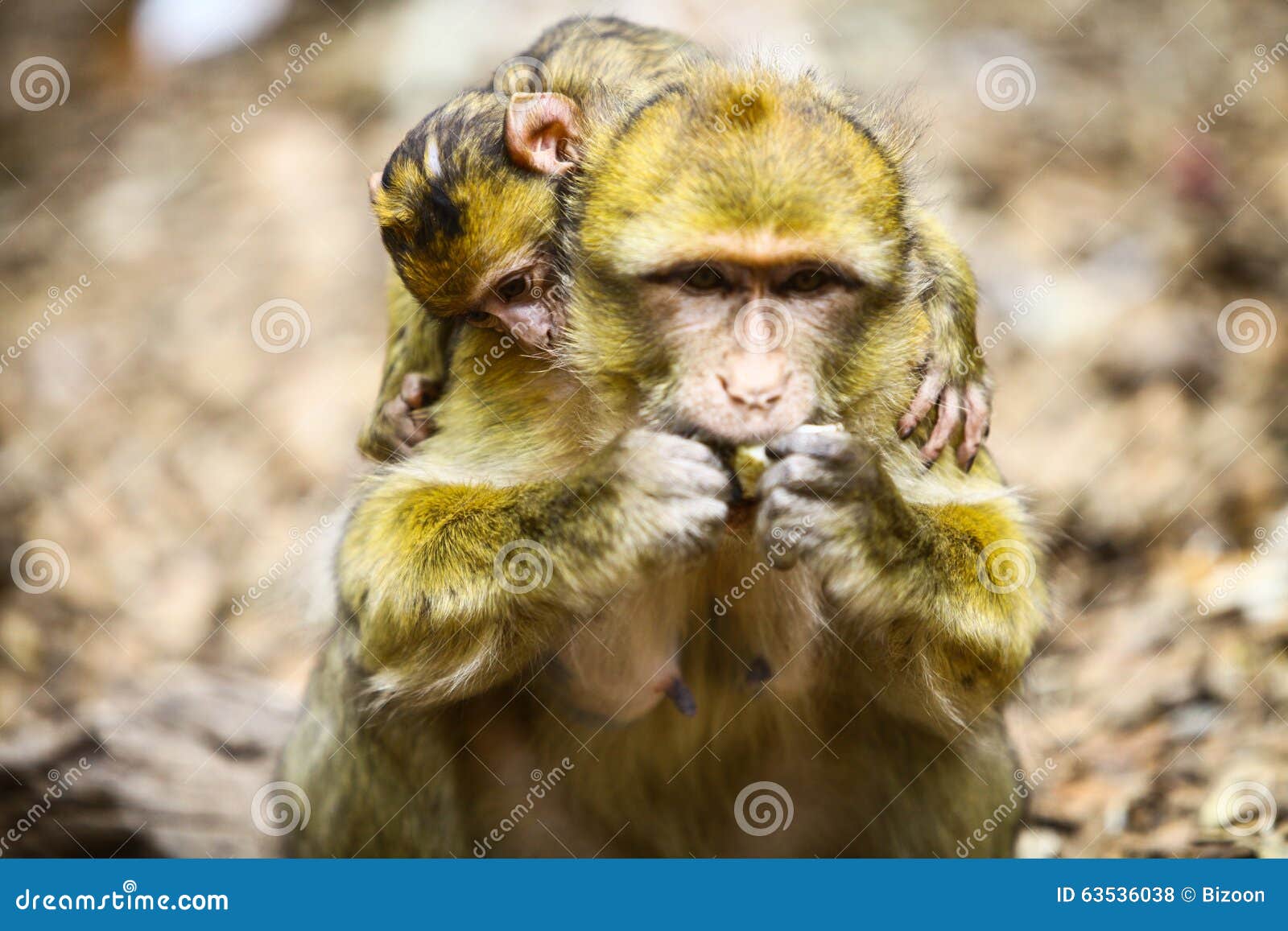 Macaque monkey in Morocco stock photo. Image of wildlife - 63536038