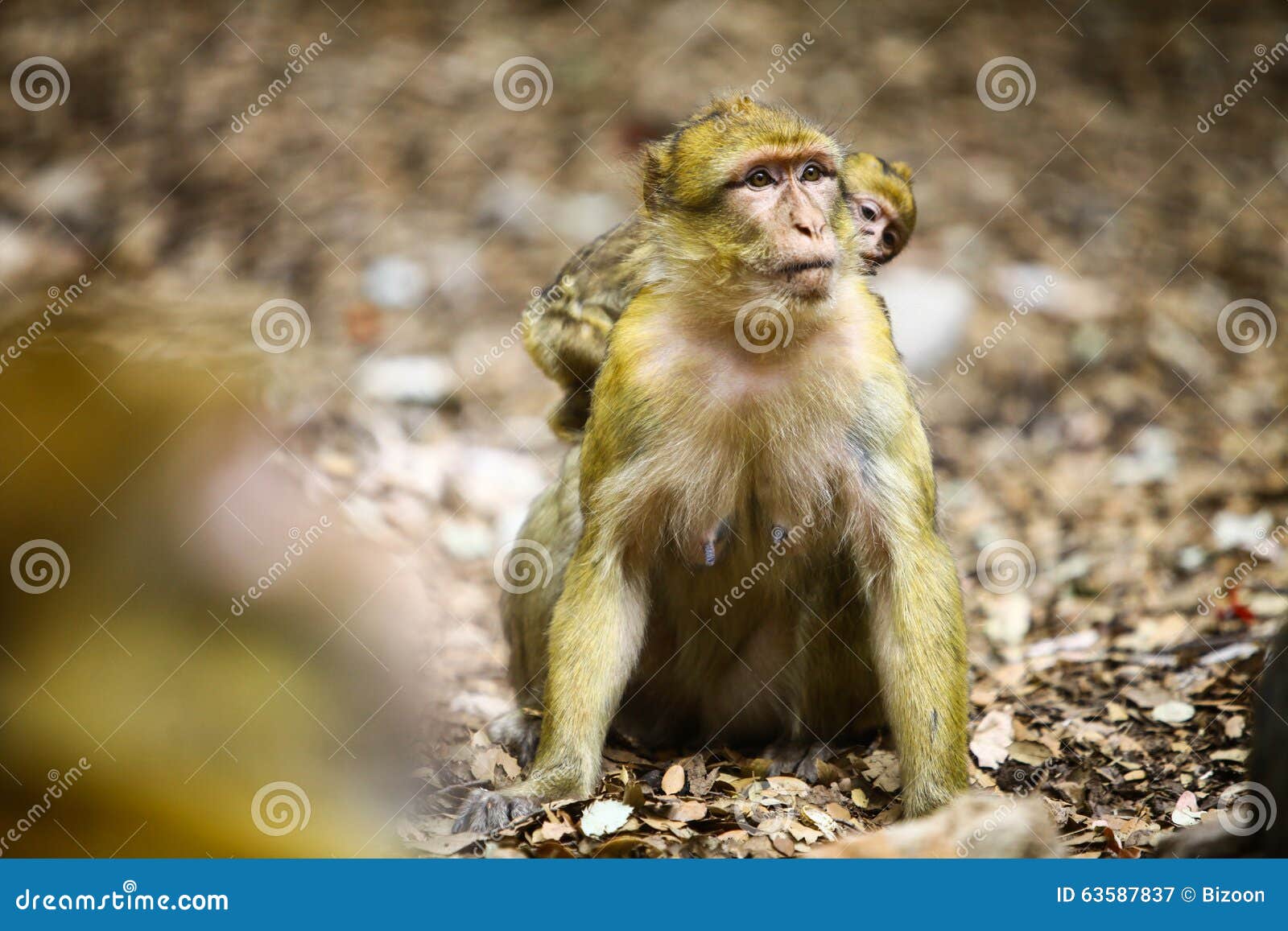 Macaque monkey in Morocco stock image. Image of nature - 63587837