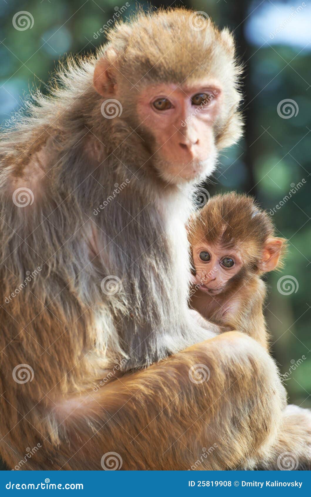 Macaque Monkey Mother with Suckling Baby Stock Photo - Image of baby ...