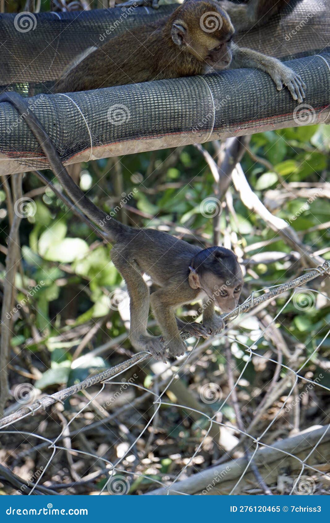 Macaque Monkey in Oslob on Cebu Island Stock Image - Image of macaque ...